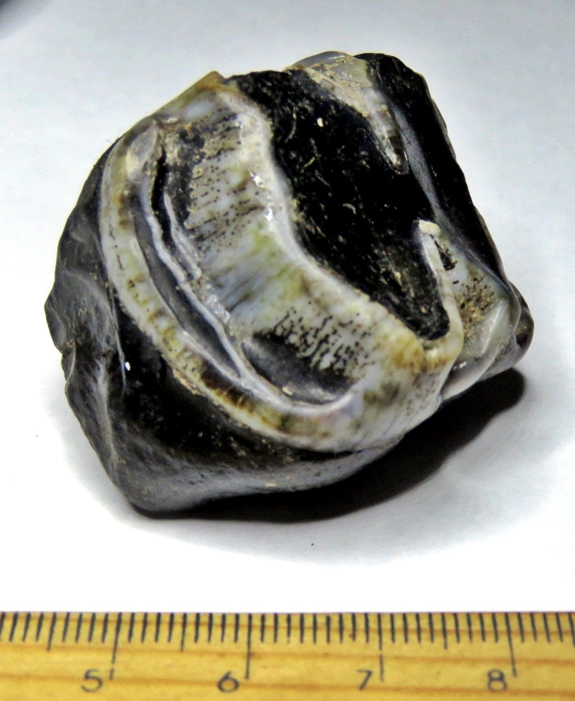 Diprotodon optatum molar - Mammals - The Fossil Forum