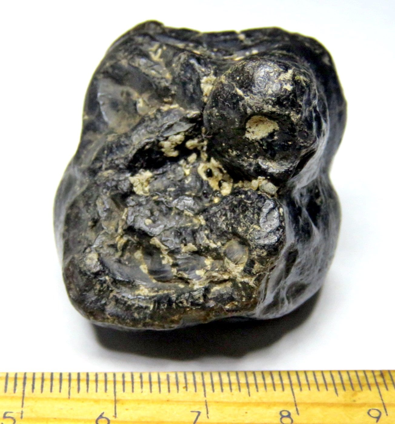 Diprotodon optatum molar - Mammals - The Fossil Forum