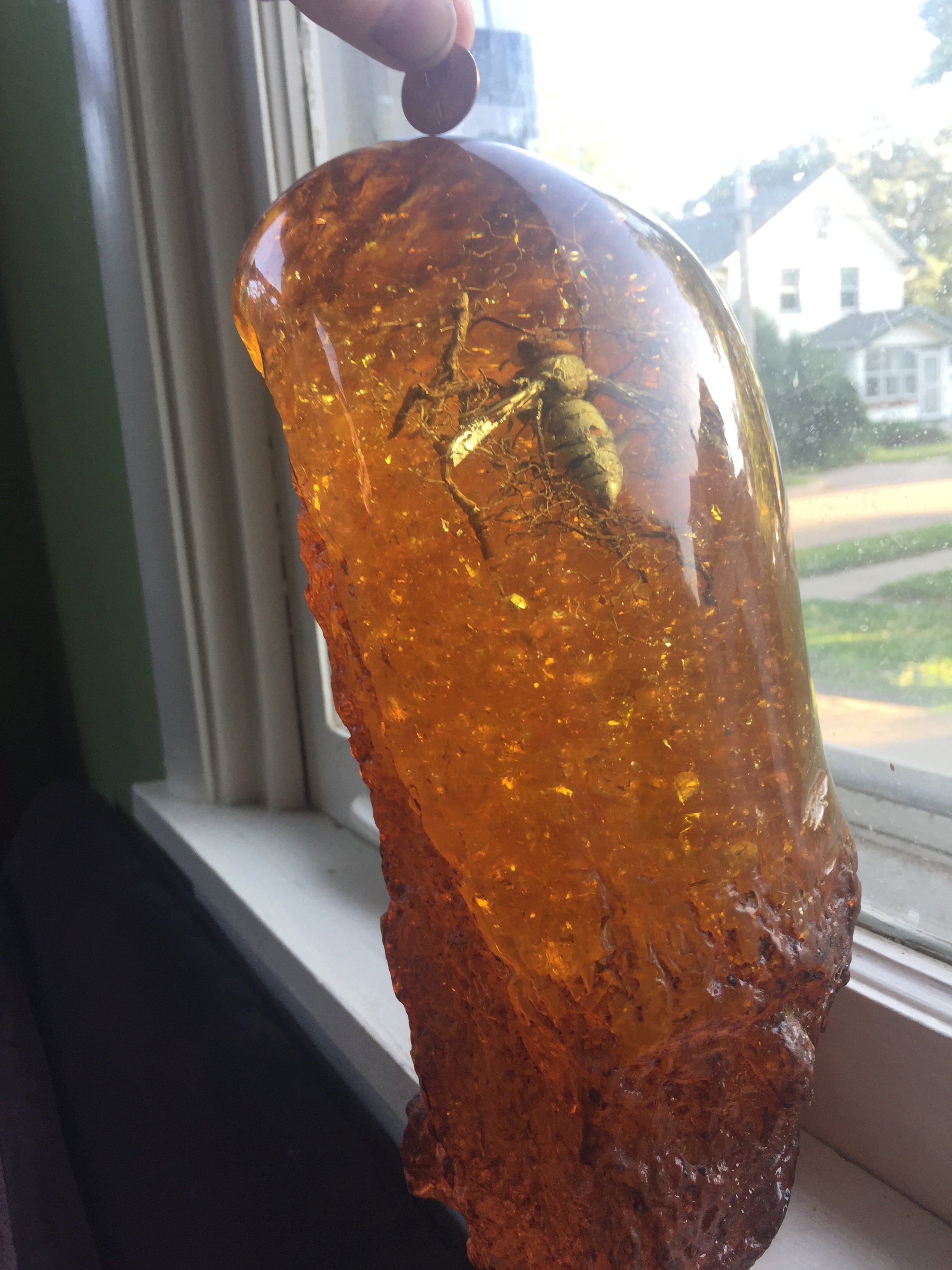 Large prehistoric wasp? - Is It Real? How to Recognize Fossil ...