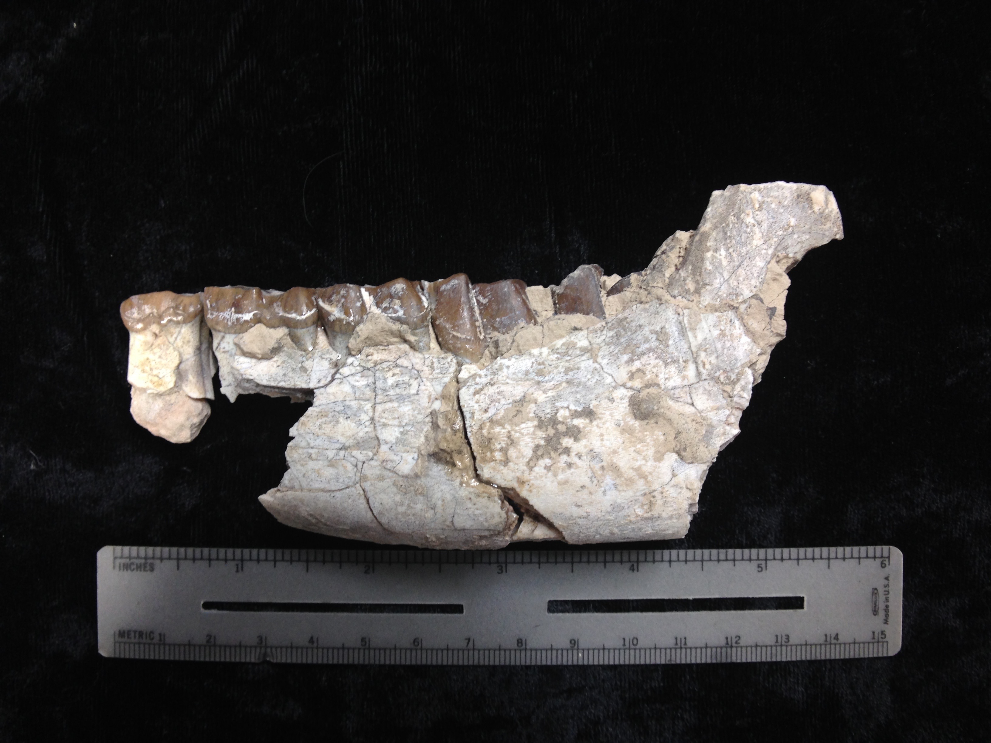 White River Jaw - Fossil ID - The Fossil Forum