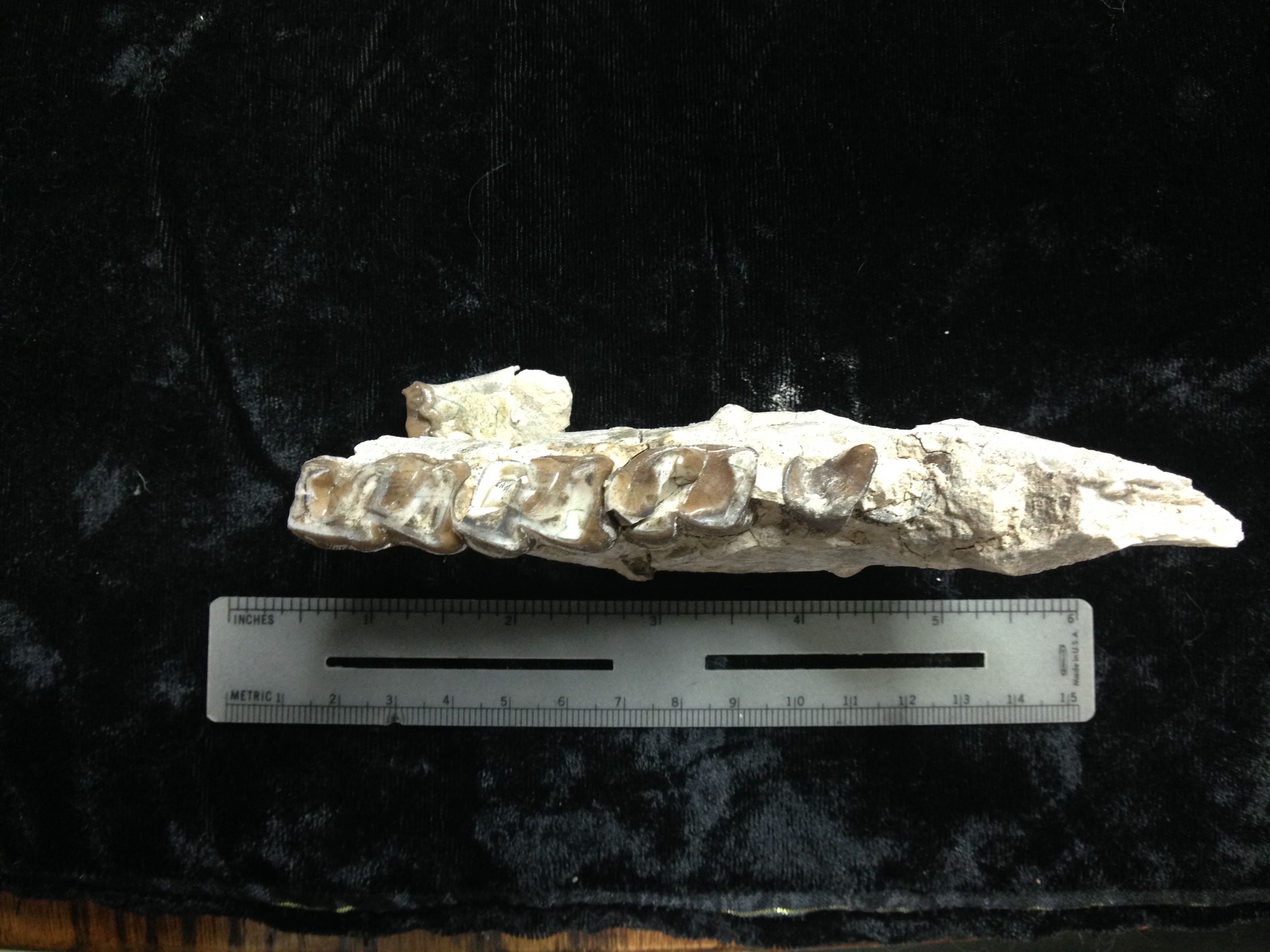 White River Jaw - Fossil ID - The Fossil Forum