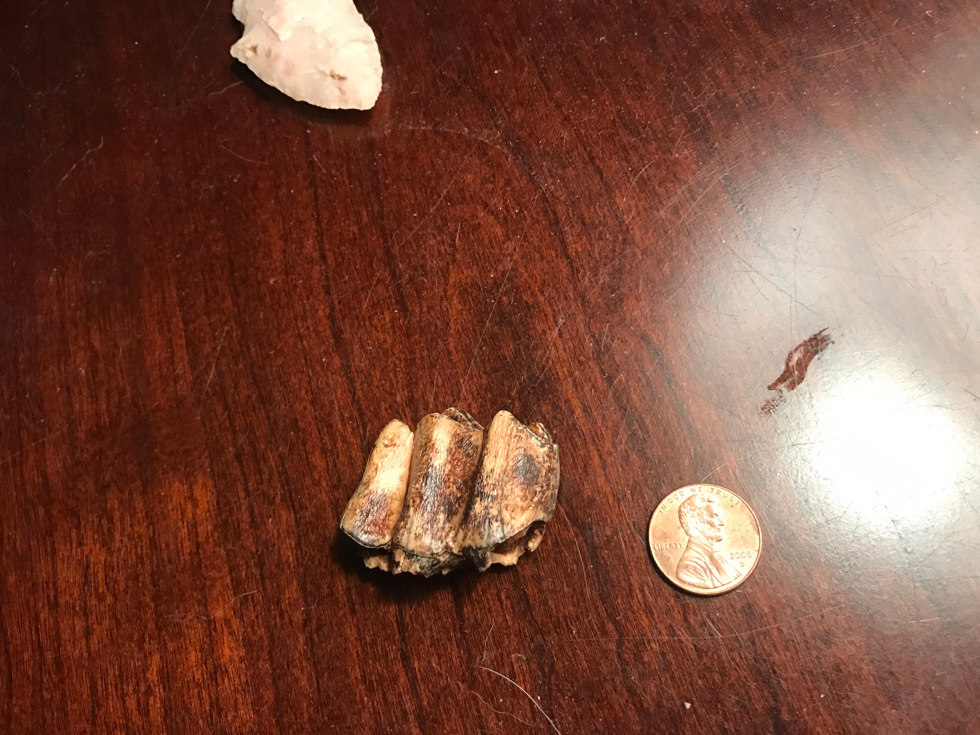 Elk Teeth - Fossil ID - The Fossil Forum