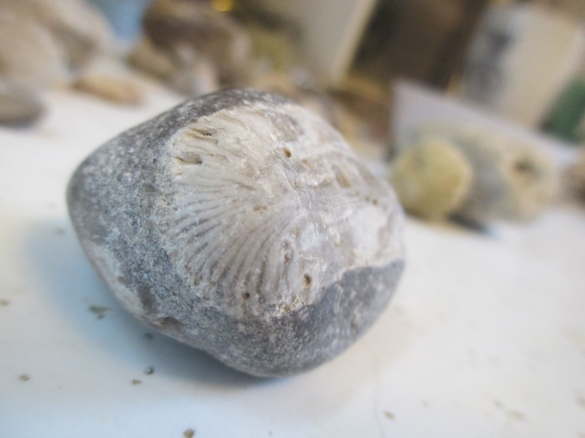 Identification of Fossil, Big Rapids, Michigan - Fossil ID - The Fossil ...