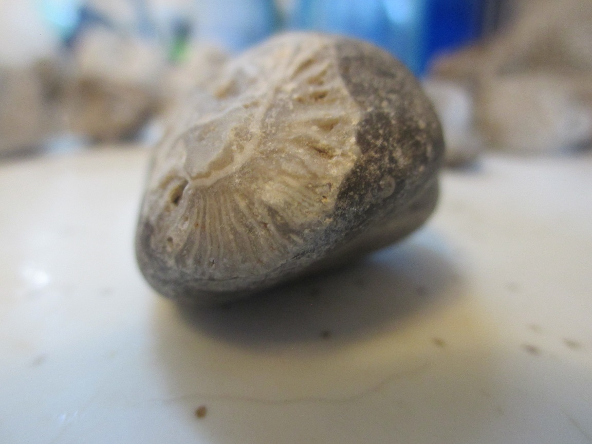 Identification of Fossil, Big Rapids, Michigan - Fossil ID - The Fossil ...