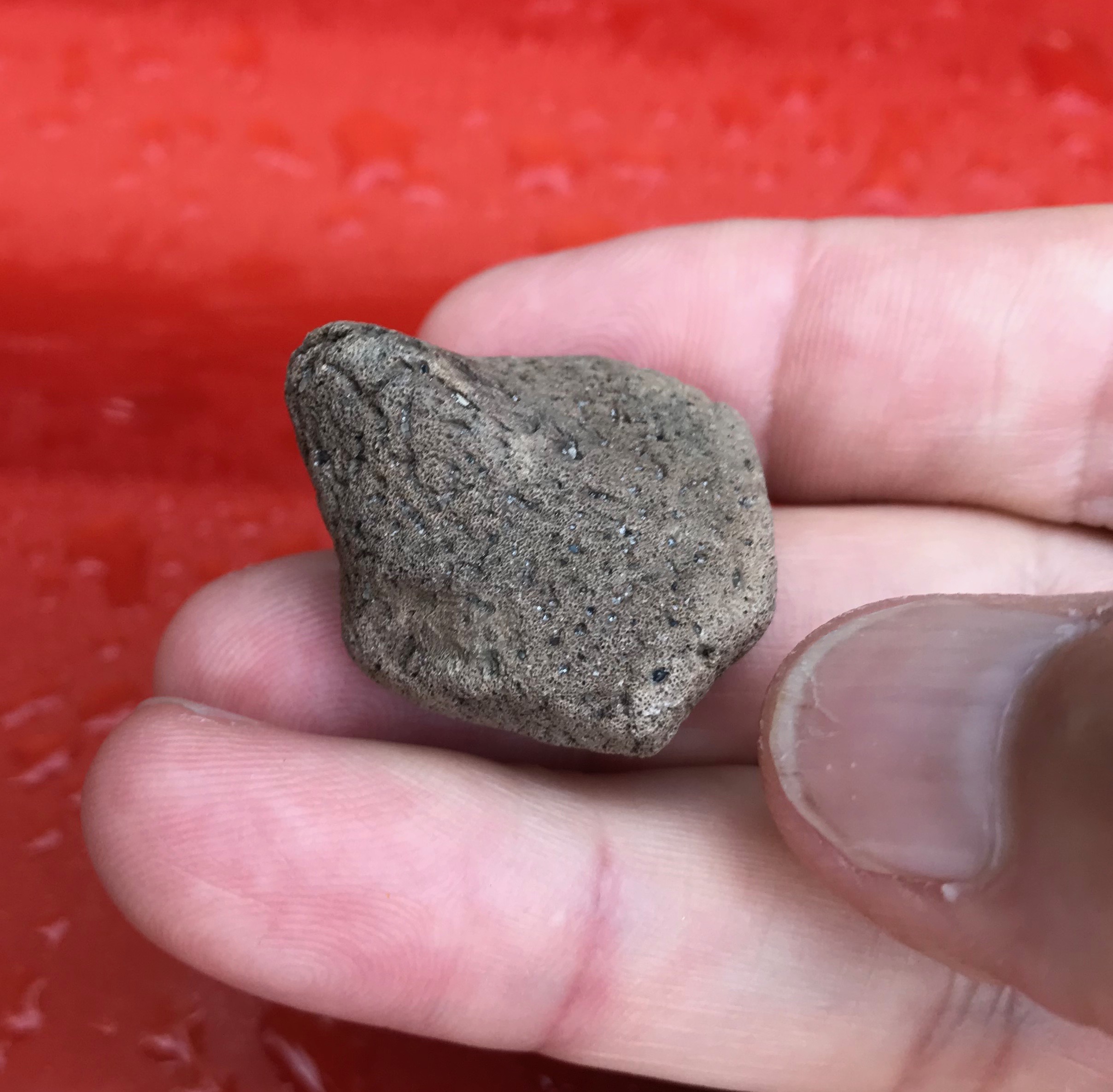 Osteoderm?ID help - Fossil ID - The Fossil Forum