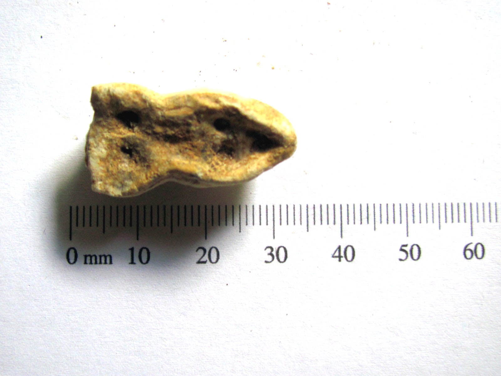 Fossil pig tooth - What kind of pig??? - Fossil ID - The Fossil Forum
