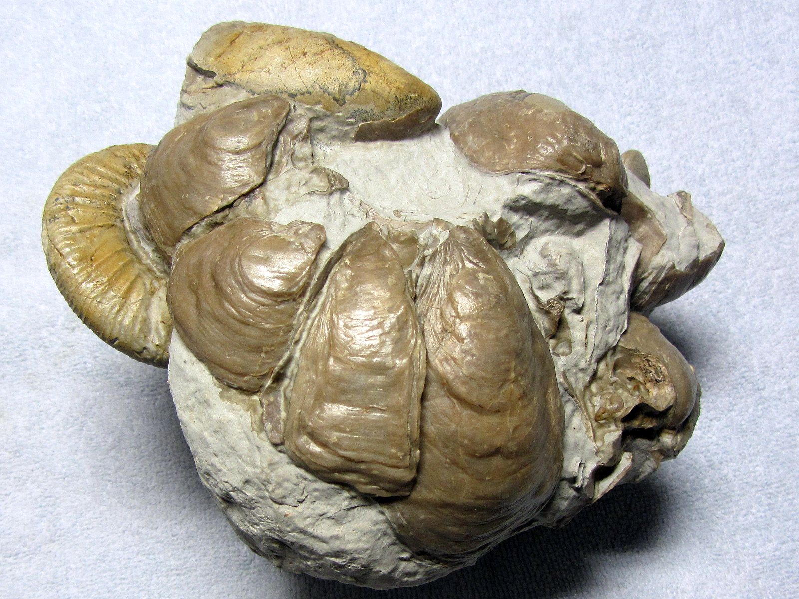 A colony of oysters - Fossil Hunting Trips - The Fossil Forum