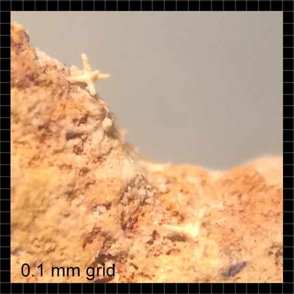 Ordovician Micro Mystery - Foram or Something Else - Fossil ID - The ...
