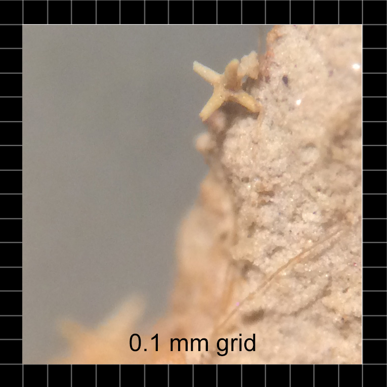Ordovician Micro Mystery - Foram or Something Else - Fossil ID - The ...