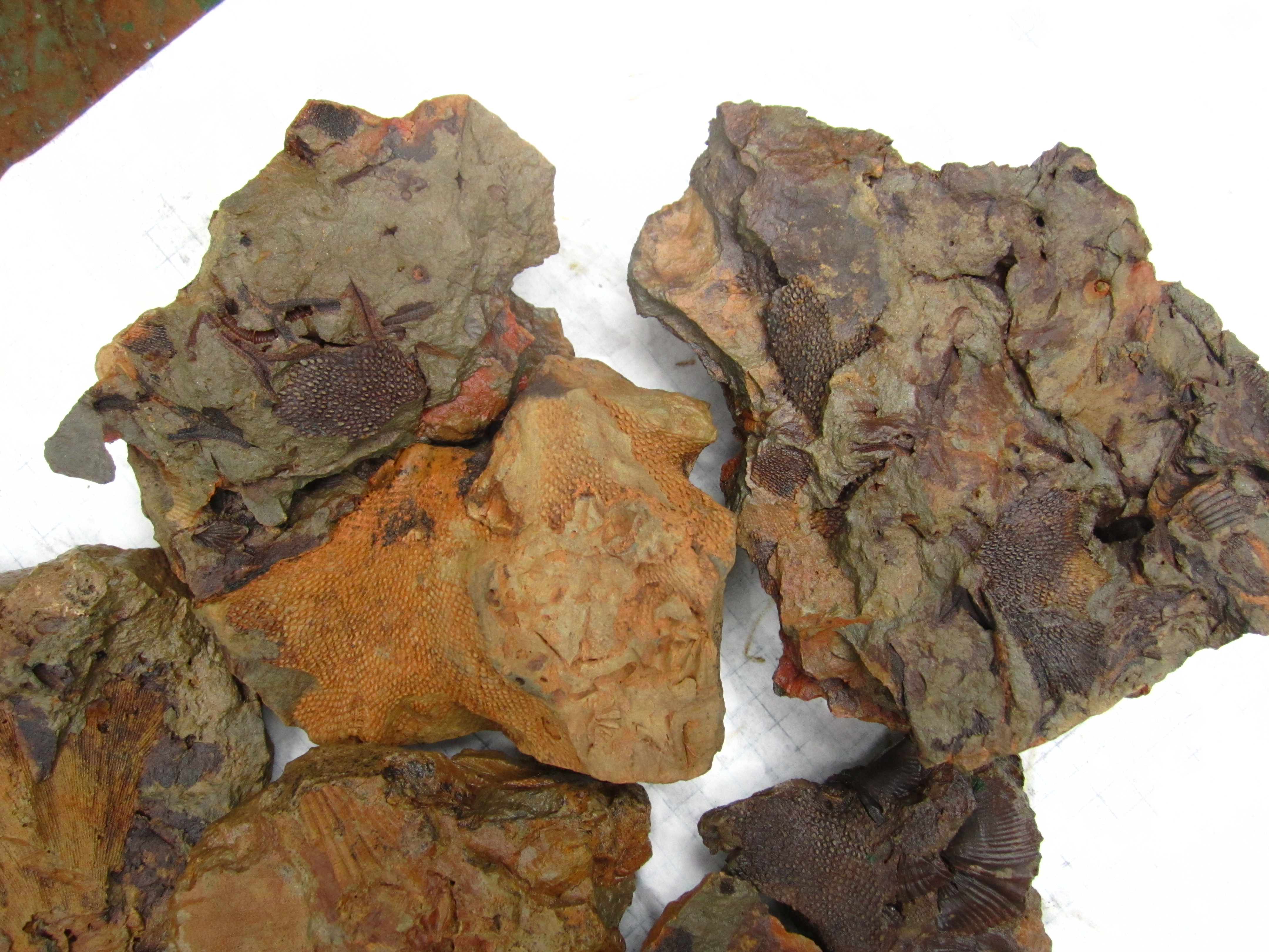 Bryozoans - General Fossil Discussion - The Fossil Forum