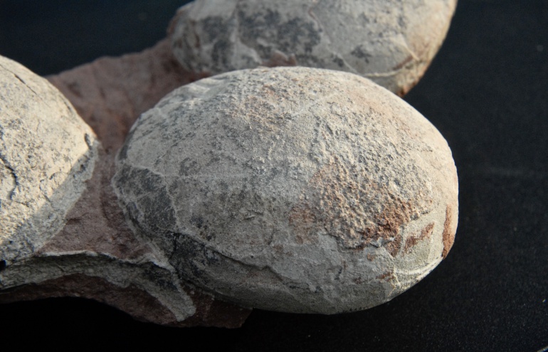 Eggs - Is It Real? How to Recognize Fossil Fabrications - The Fossil Forum