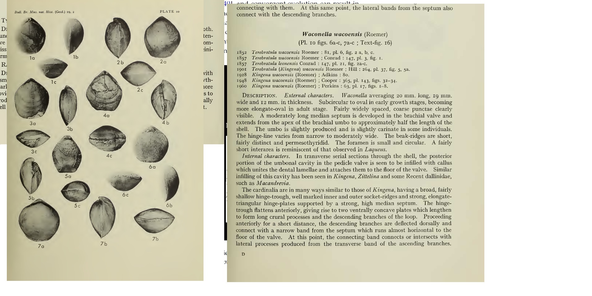 Denton Creek (Duck Creek Formation) ID - Page 2 - Fossil ID - The ...