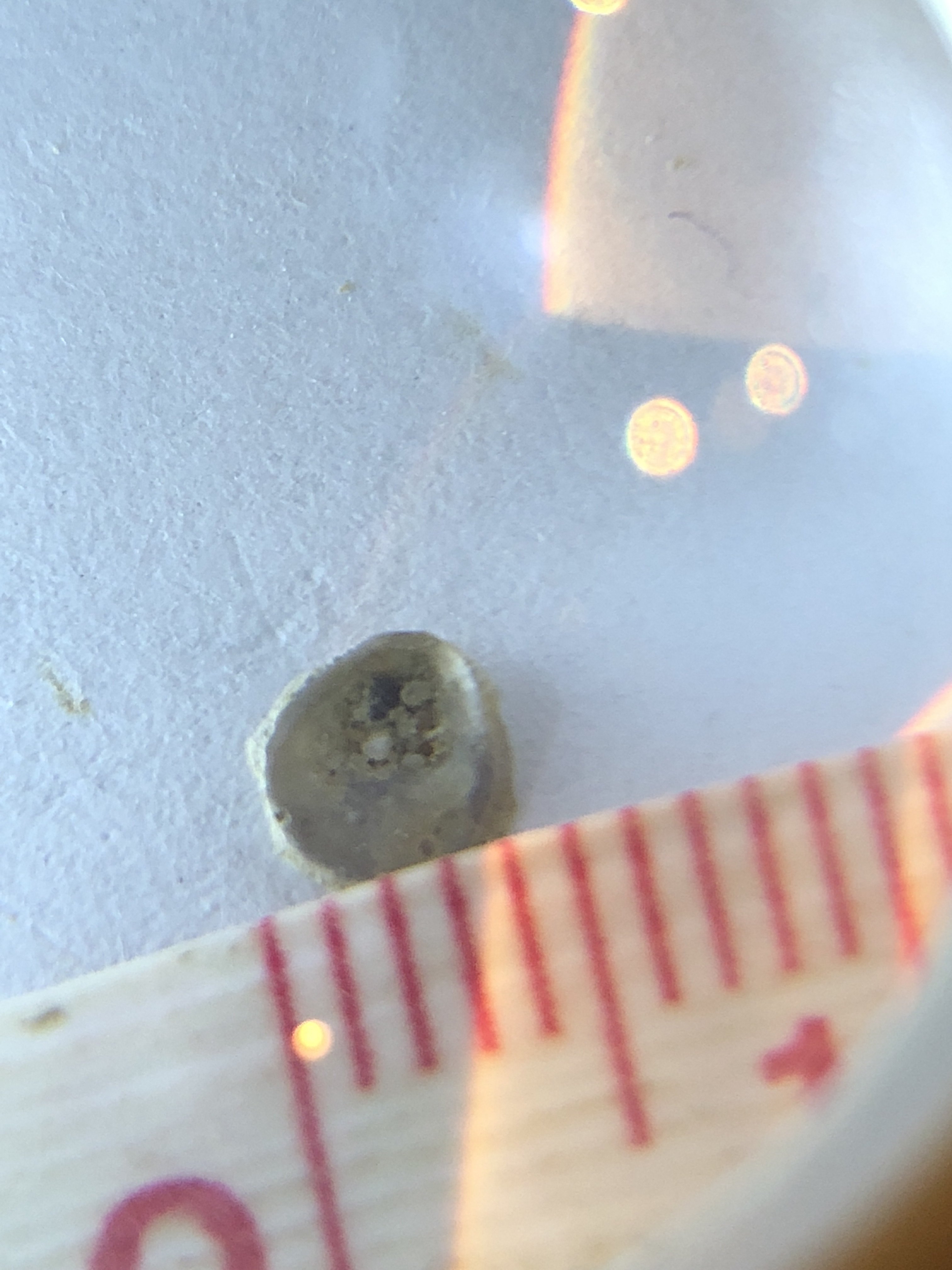 Fish Scale? - Fossil ID - The Fossil Forum