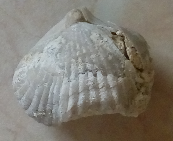 Help needed with identification of fossils from the chalk mine - Fossil ...
