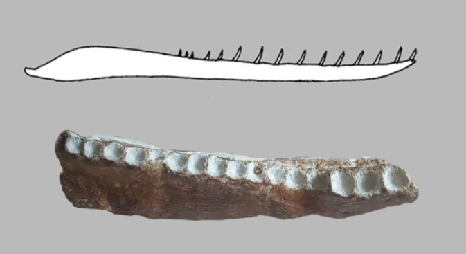 Pliosaur teeth? or Polycotylid teeth? - Fossil ID - The Fossil Forum