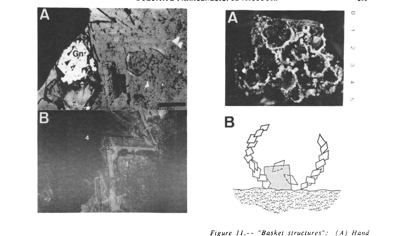 What's that pattern ? - Fossil ID - The Fossil Forum