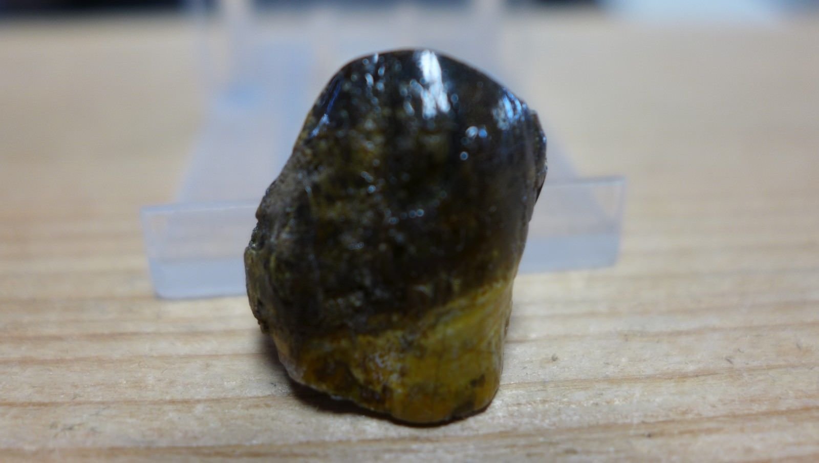 Coryphodon incisor1.jpg - Member Collections - The Fossil Forum