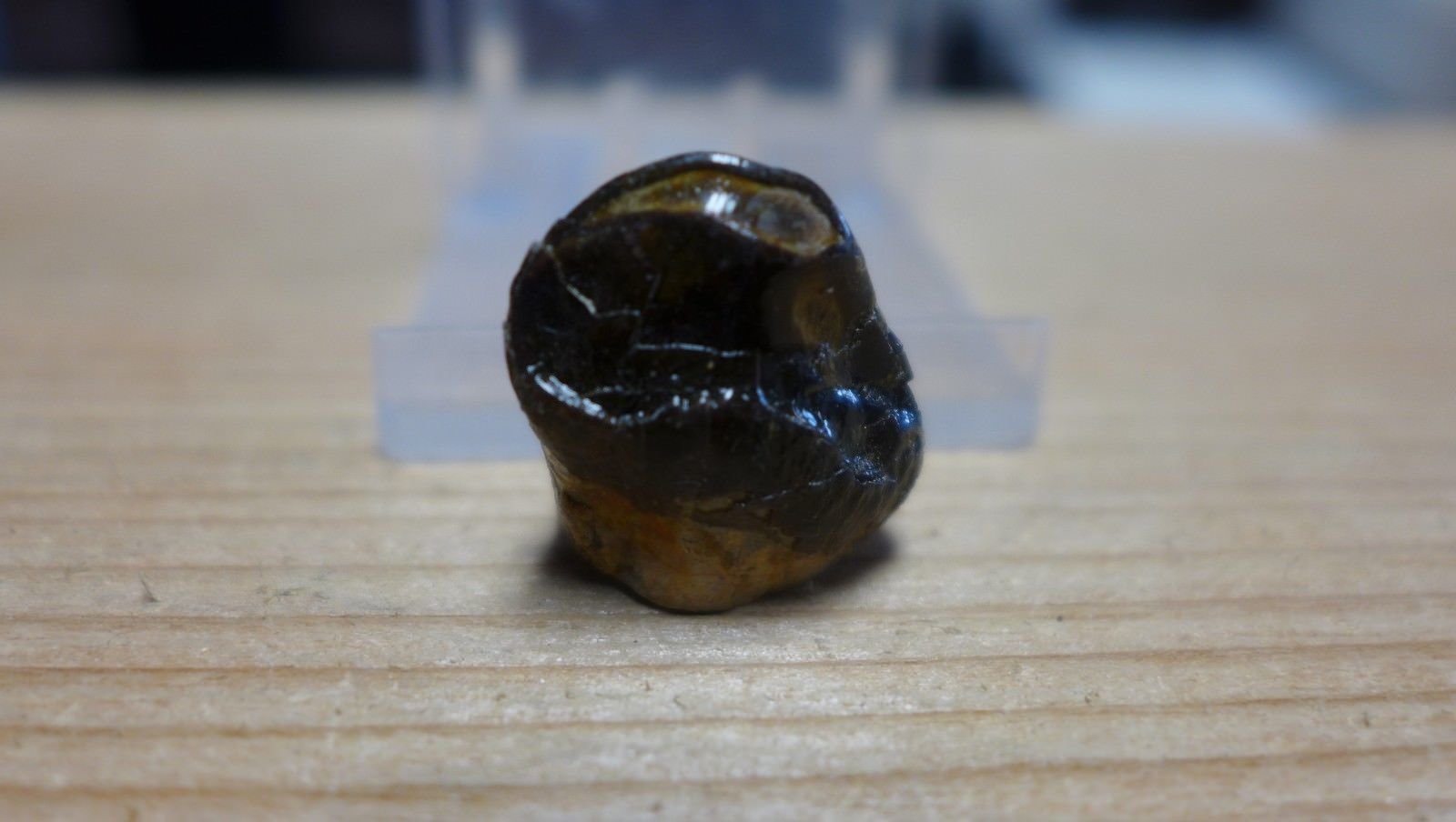Coryphodon incisor1.jpg - Member Collections - The Fossil Forum