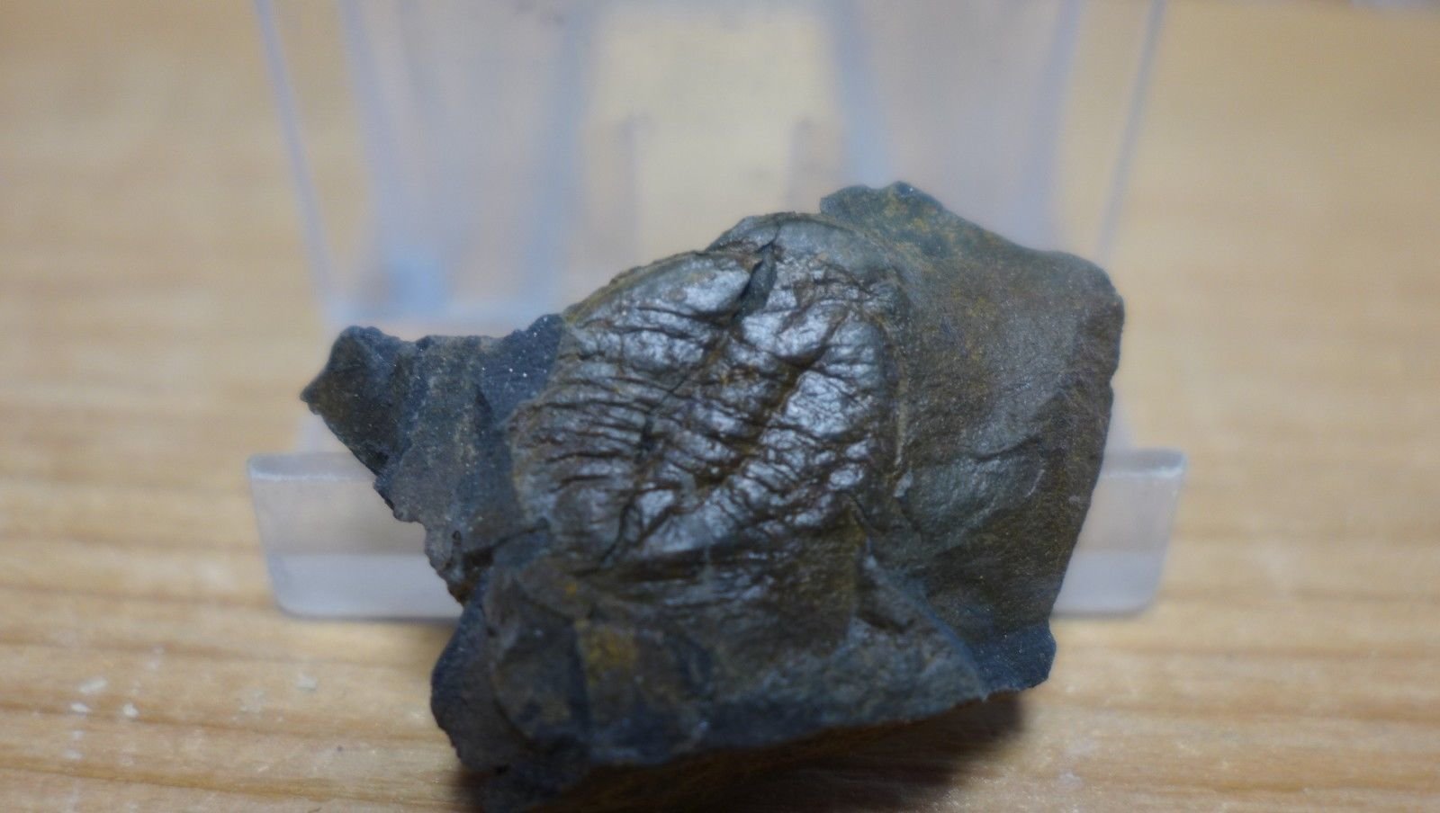 Ampyx linleyensis Trilobite 1.jpg - Member Collections - The Fossil Forum