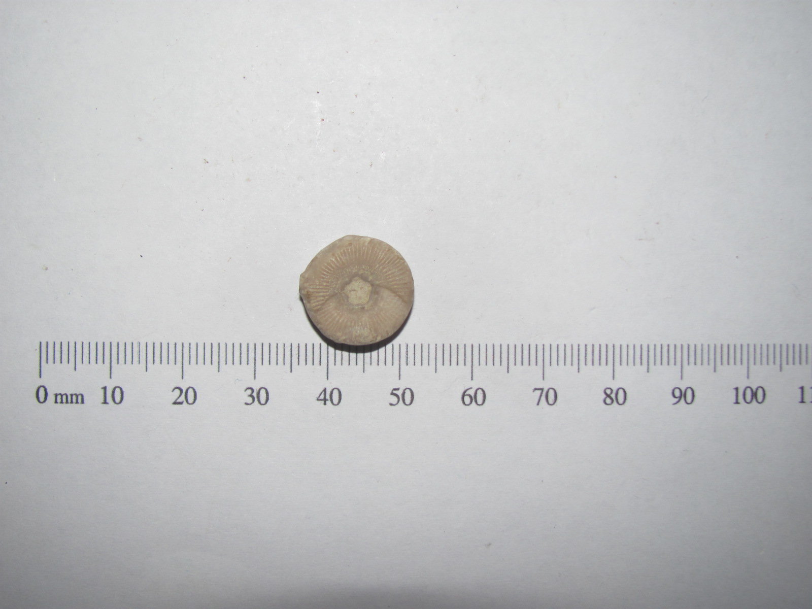 Crinoid Stem Piece - Kansas 1.JPG - Member Collections - The Fossil Forum