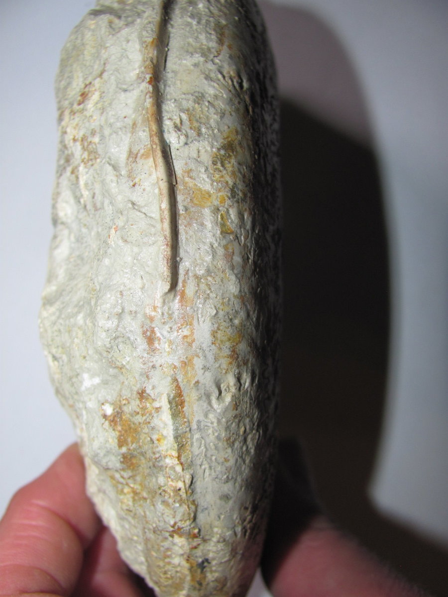 Harpoceras falcifer Ammonite 1.JPG - Member Collections - The Fossil Forum