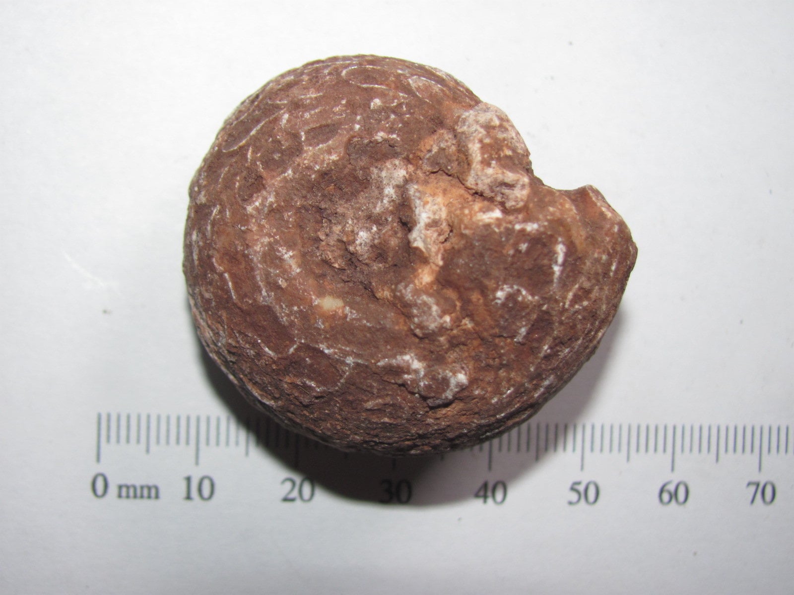 Small Ceratite Ammonoid - Timor 1.JPG - Member Collections - The Fossil ...