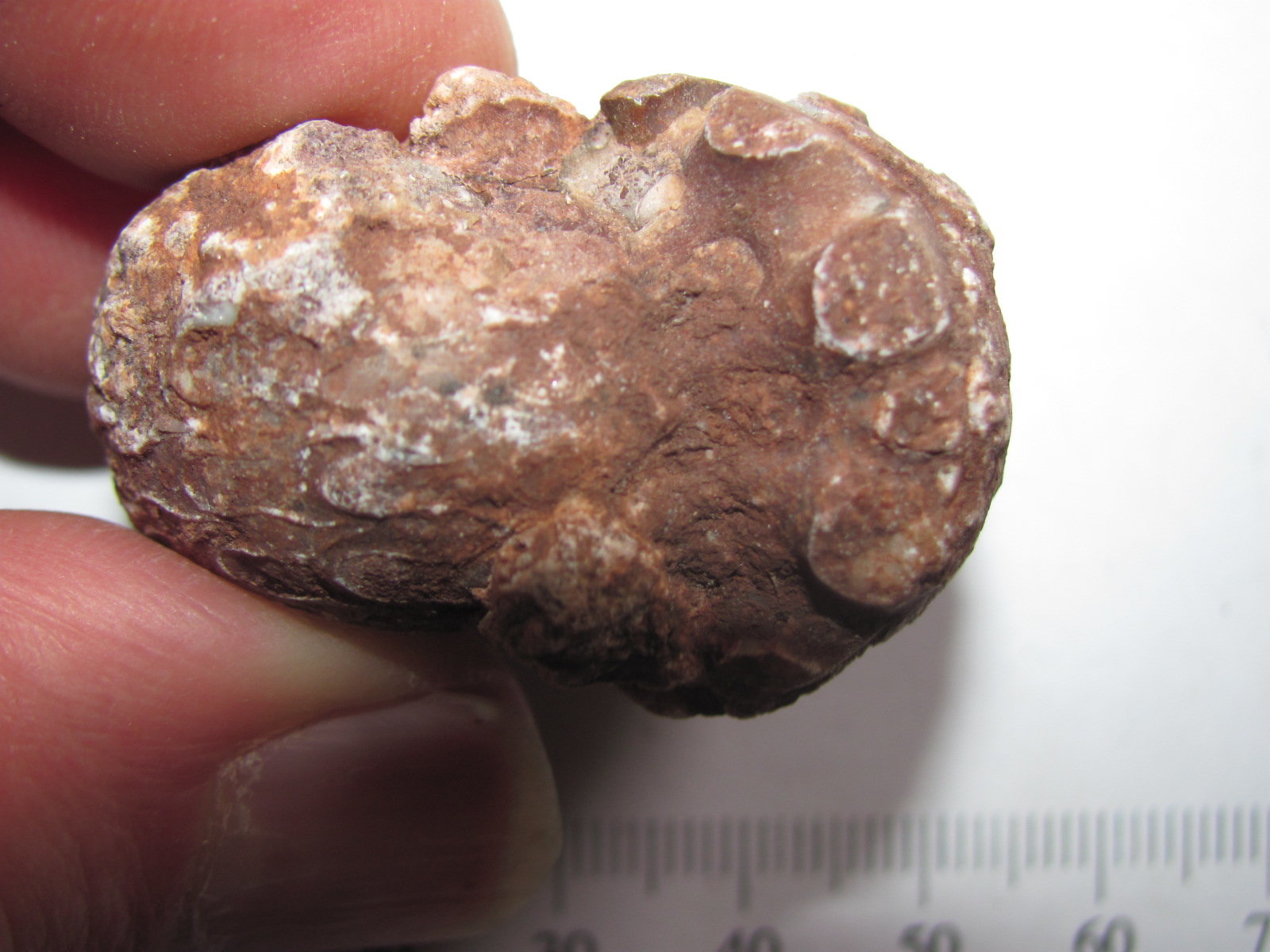 Small Ceratite Ammonoid - Timor 1.JPG - Member Collections - The Fossil ...