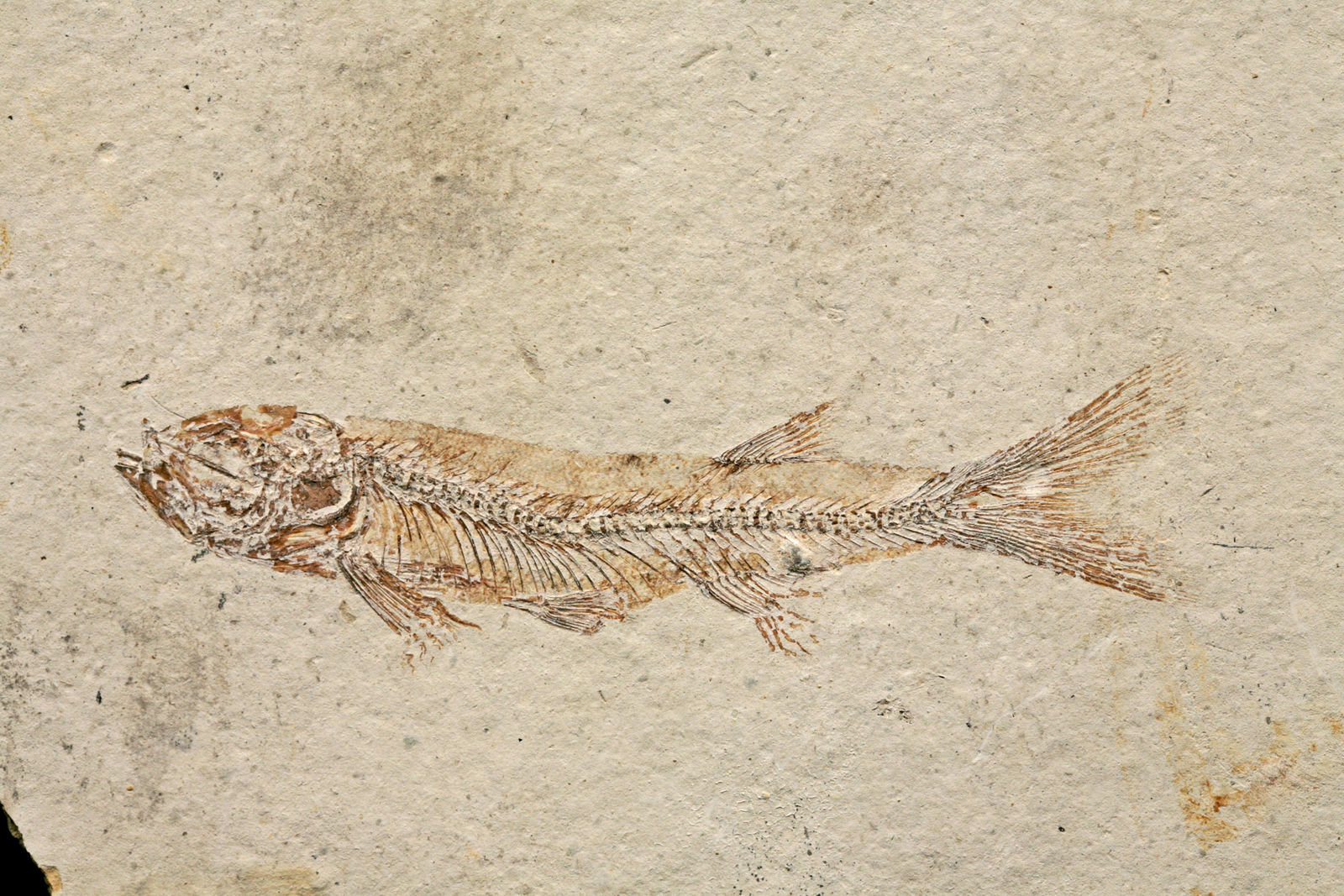 Jinanichthys longicephalus Ma & Sun, 1988 - Member Collections - The ...