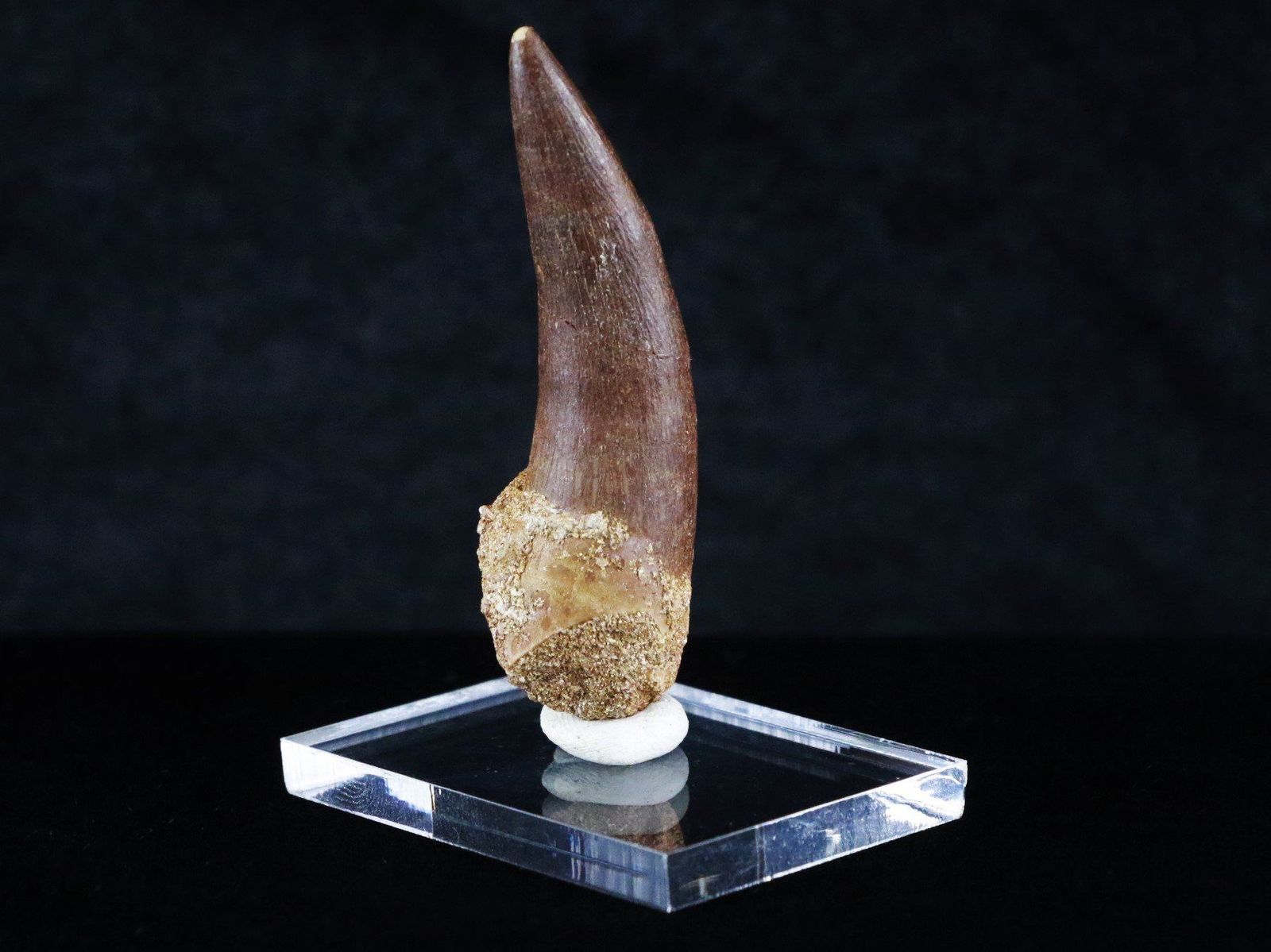 Plesiosaurus tooth - Fossil ID - The Fossil Forum