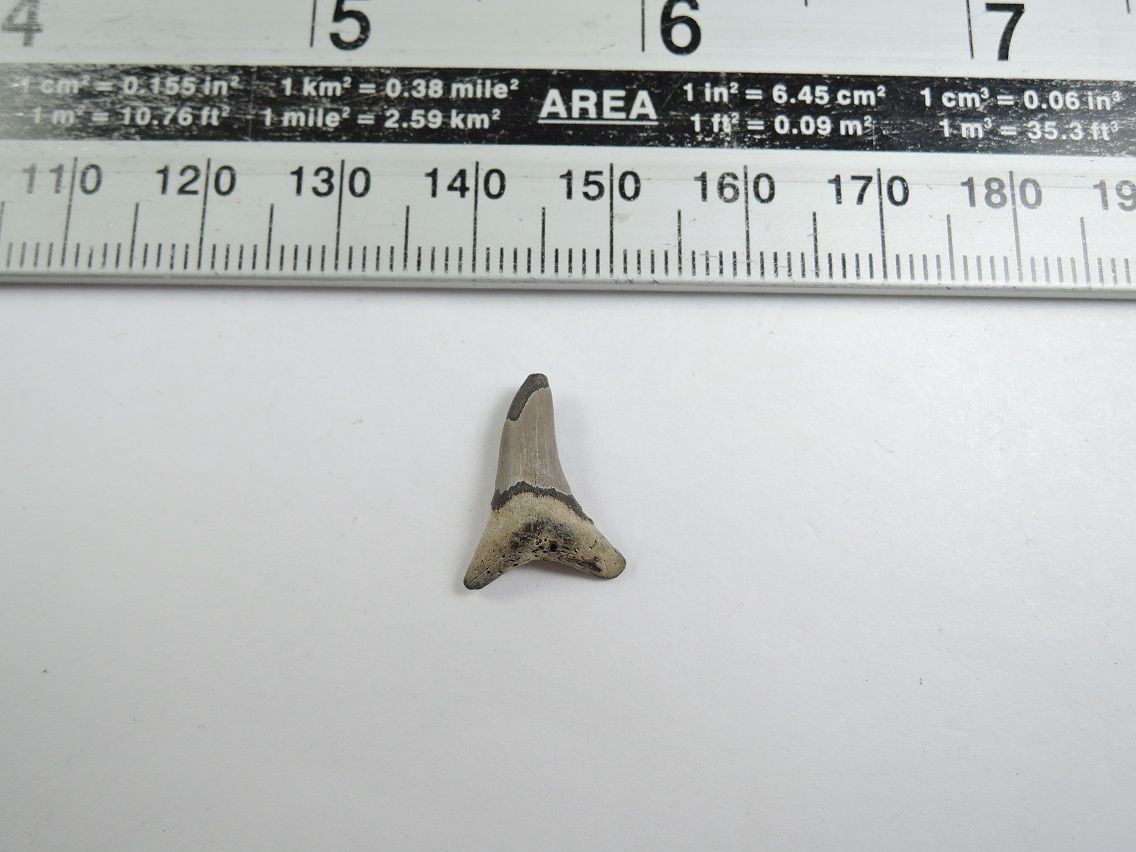 Fossil Fish Tooth Identification - Fossil ID - The Fossil Forum