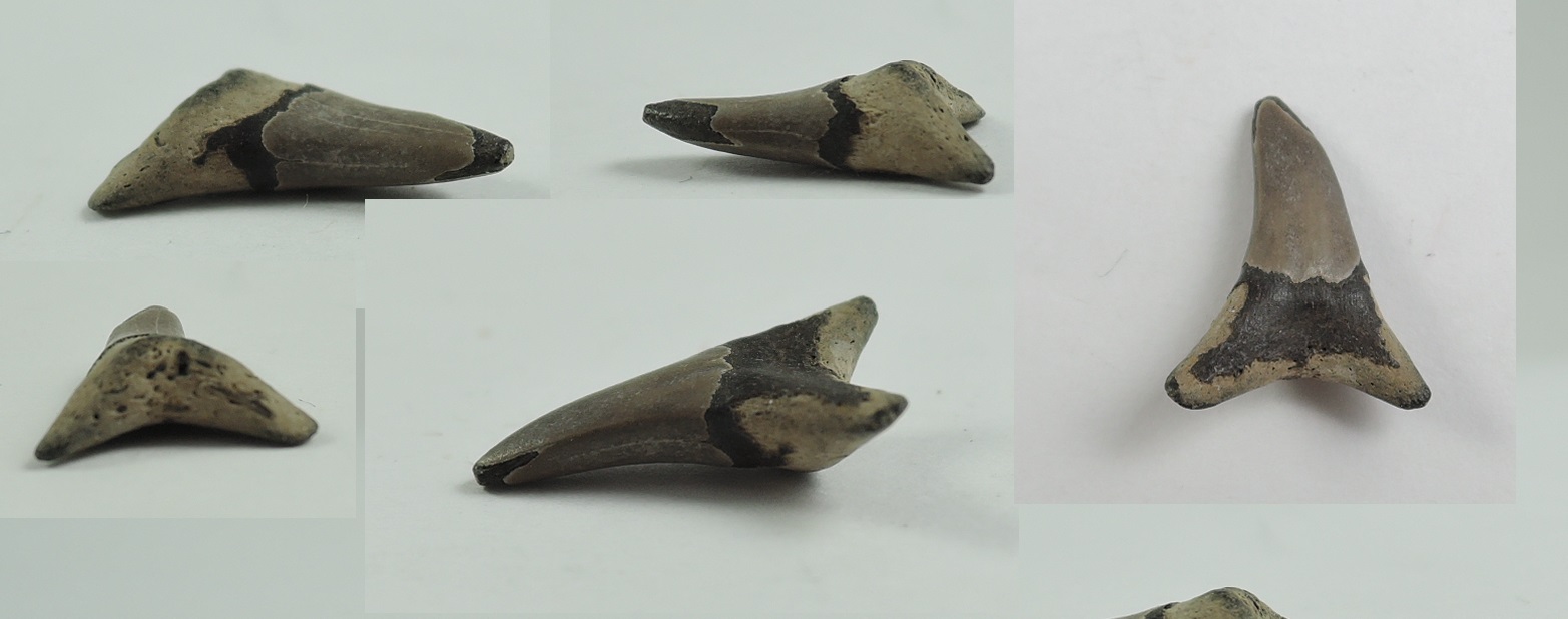 Fossil Fish Tooth Identification - Fossil ID - The Fossil Forum