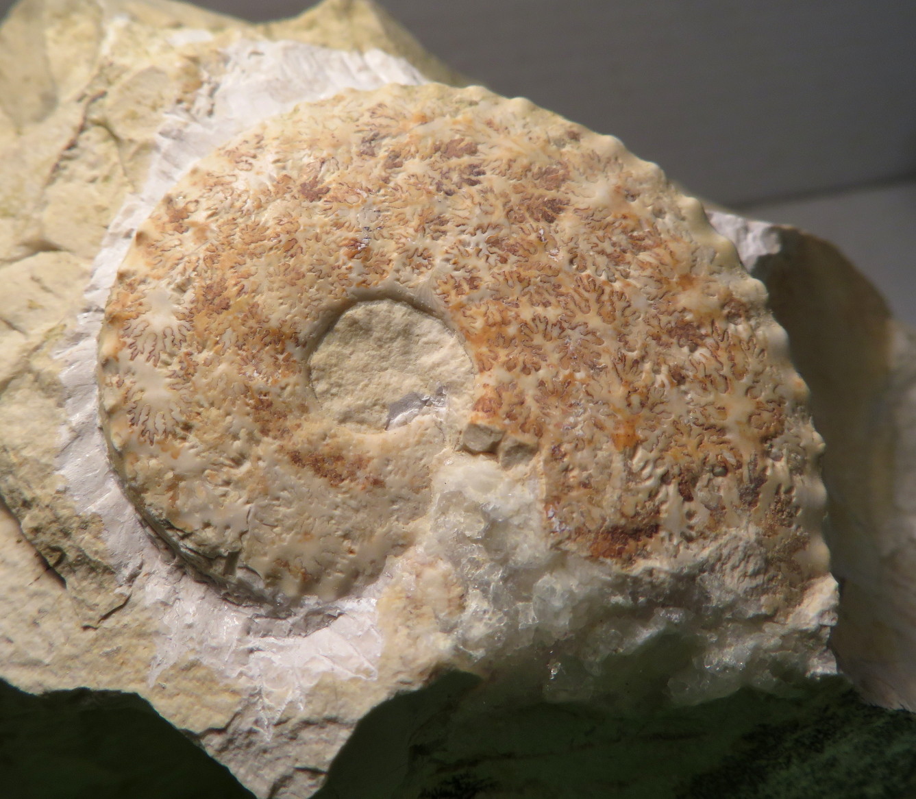 Another quick hunt in Solnhofen - Page 2 - Fossil Hunting Trips - The ...