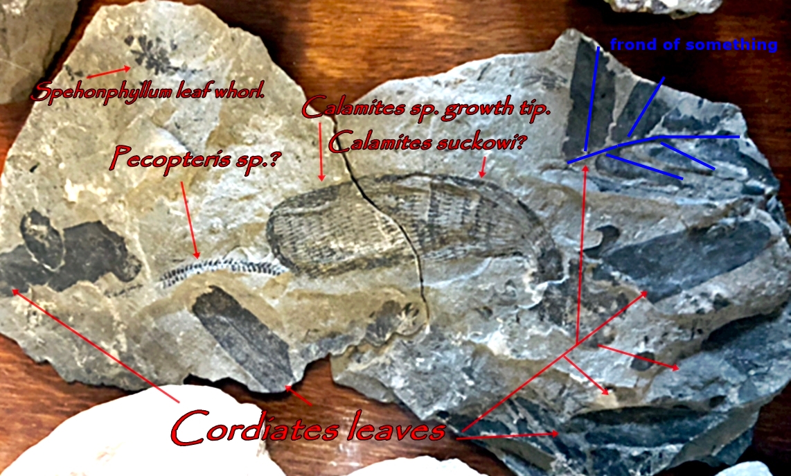 Carboniferous plant fossils from Sydney Mines, Cape Breton, Nova Scotia ...