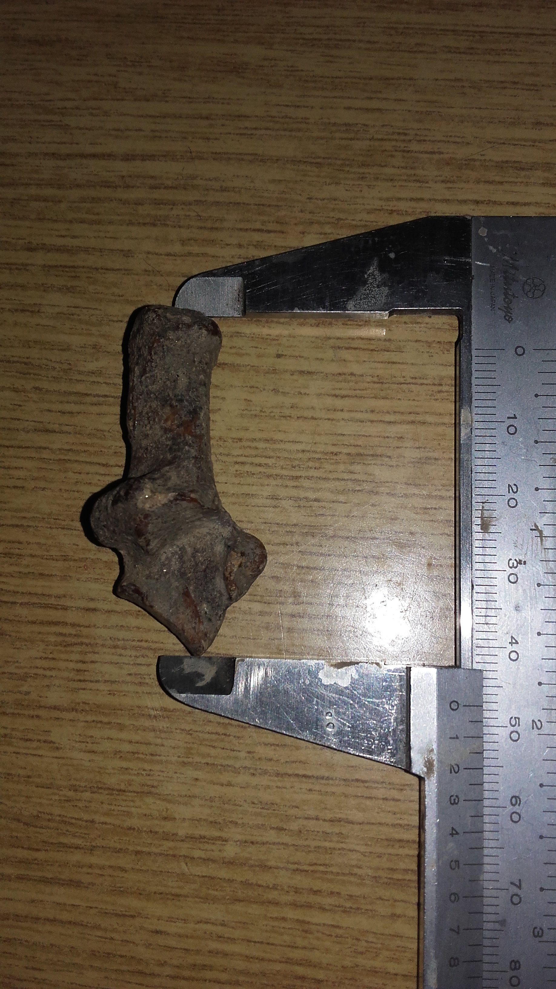 Capreolus/Ovis/Carpa Calcaneus bone ID - Fossil ID - The Fossil Forum