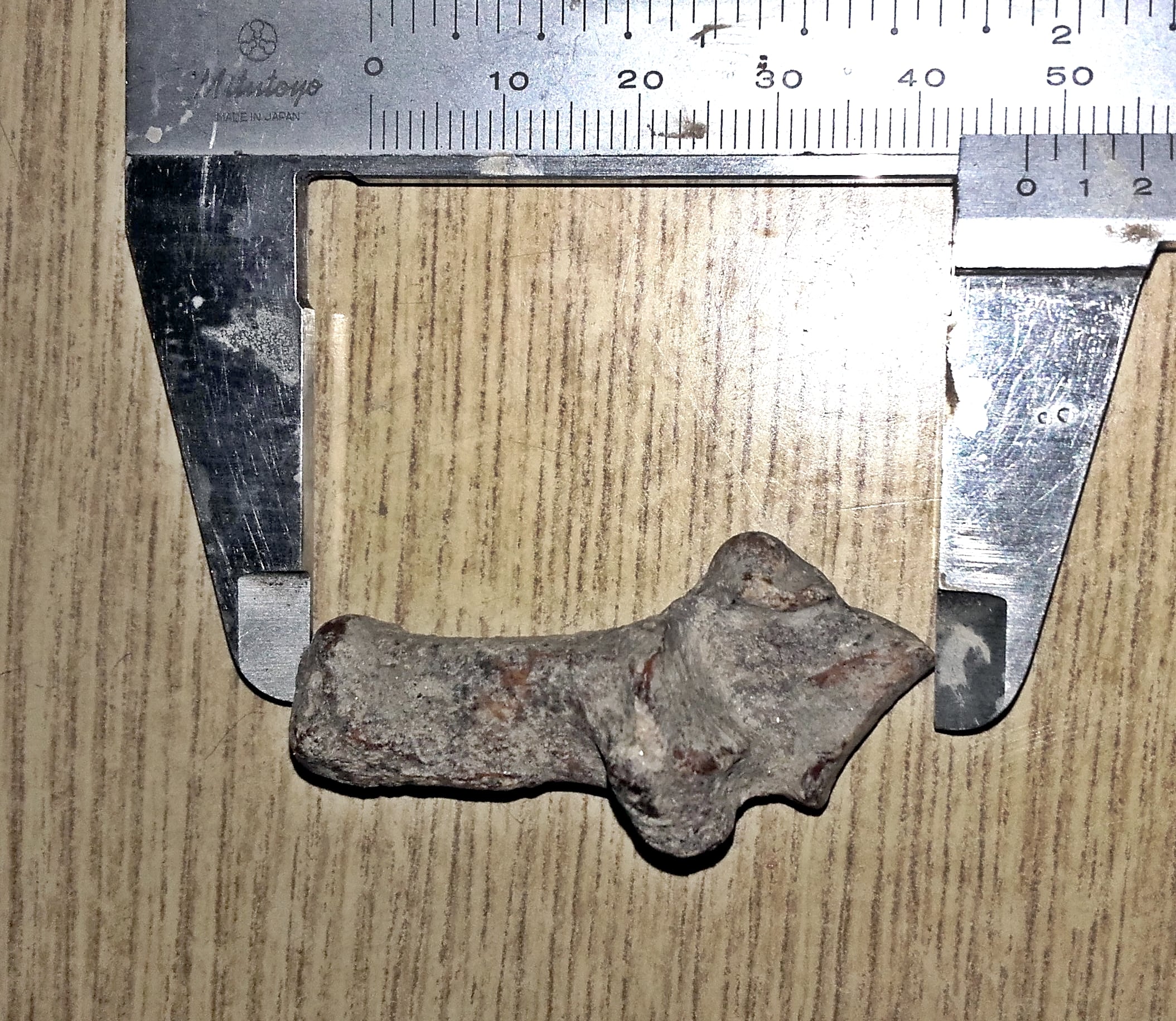 Capreolus/Ovis/Carpa Calcaneus bone ID - Fossil ID - The Fossil Forum