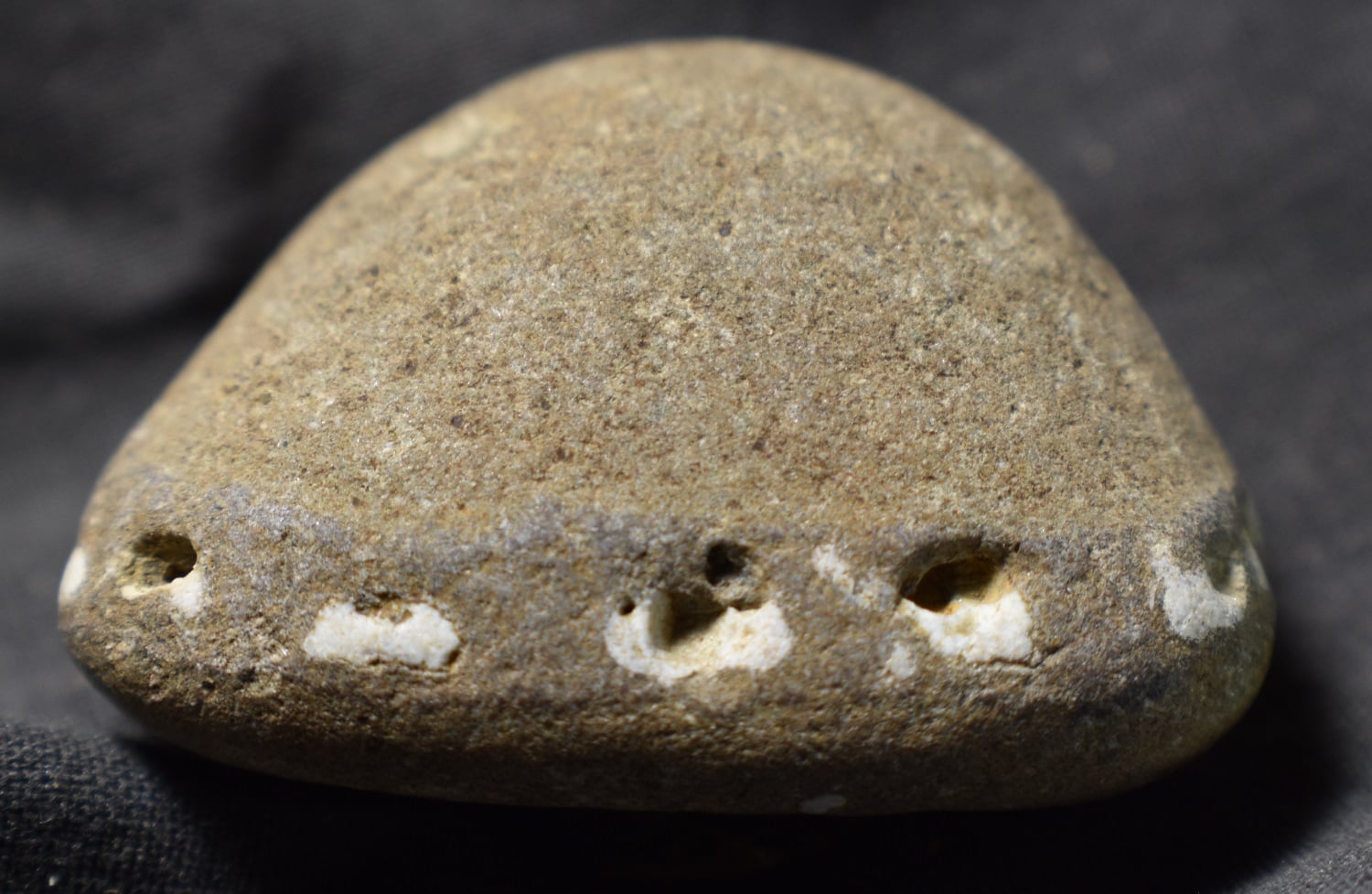 Maybe clam steinkern - Fossil ID - The Fossil Forum