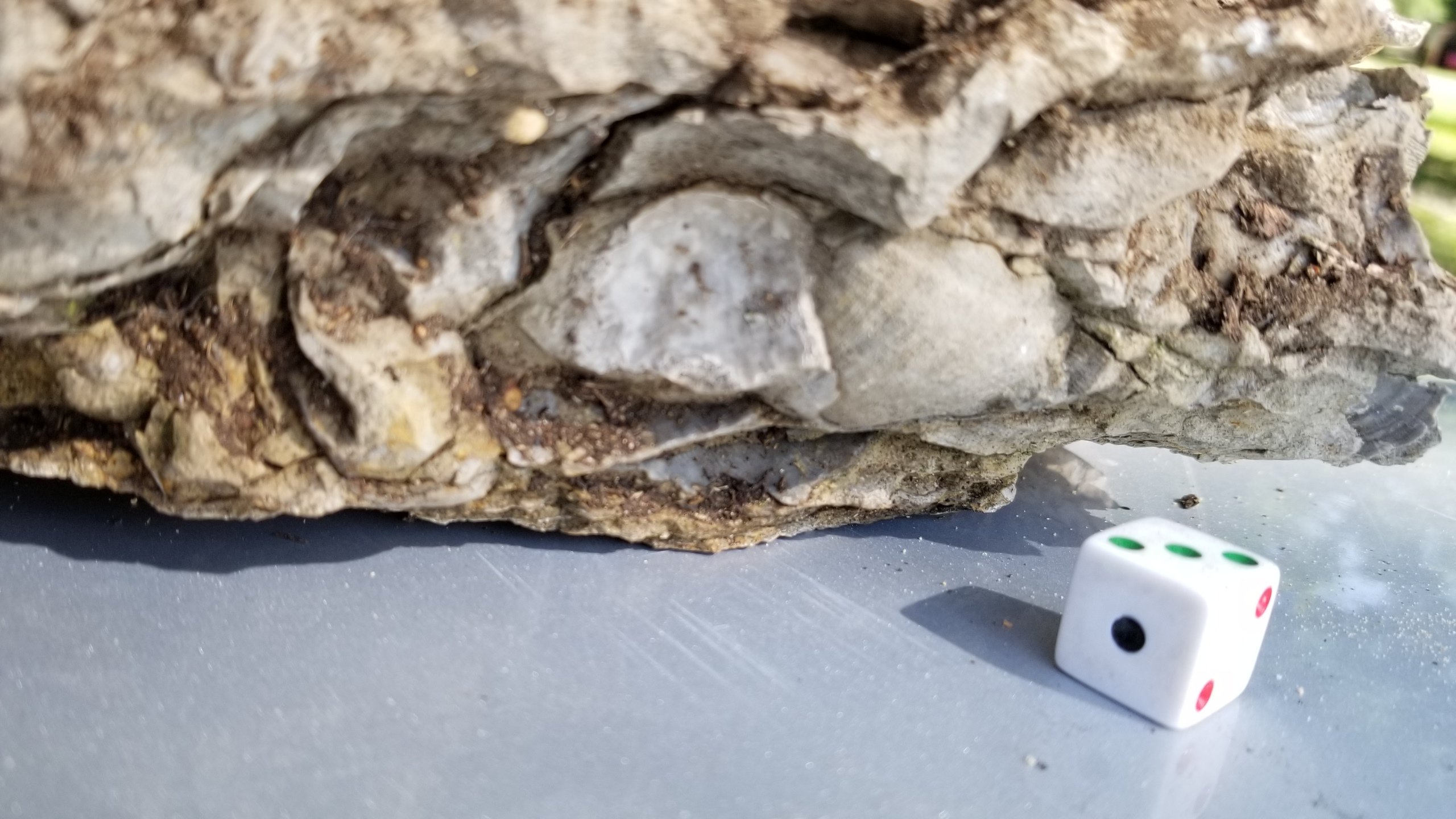 Multiple fossils? - Fossil ID - The Fossil Forum