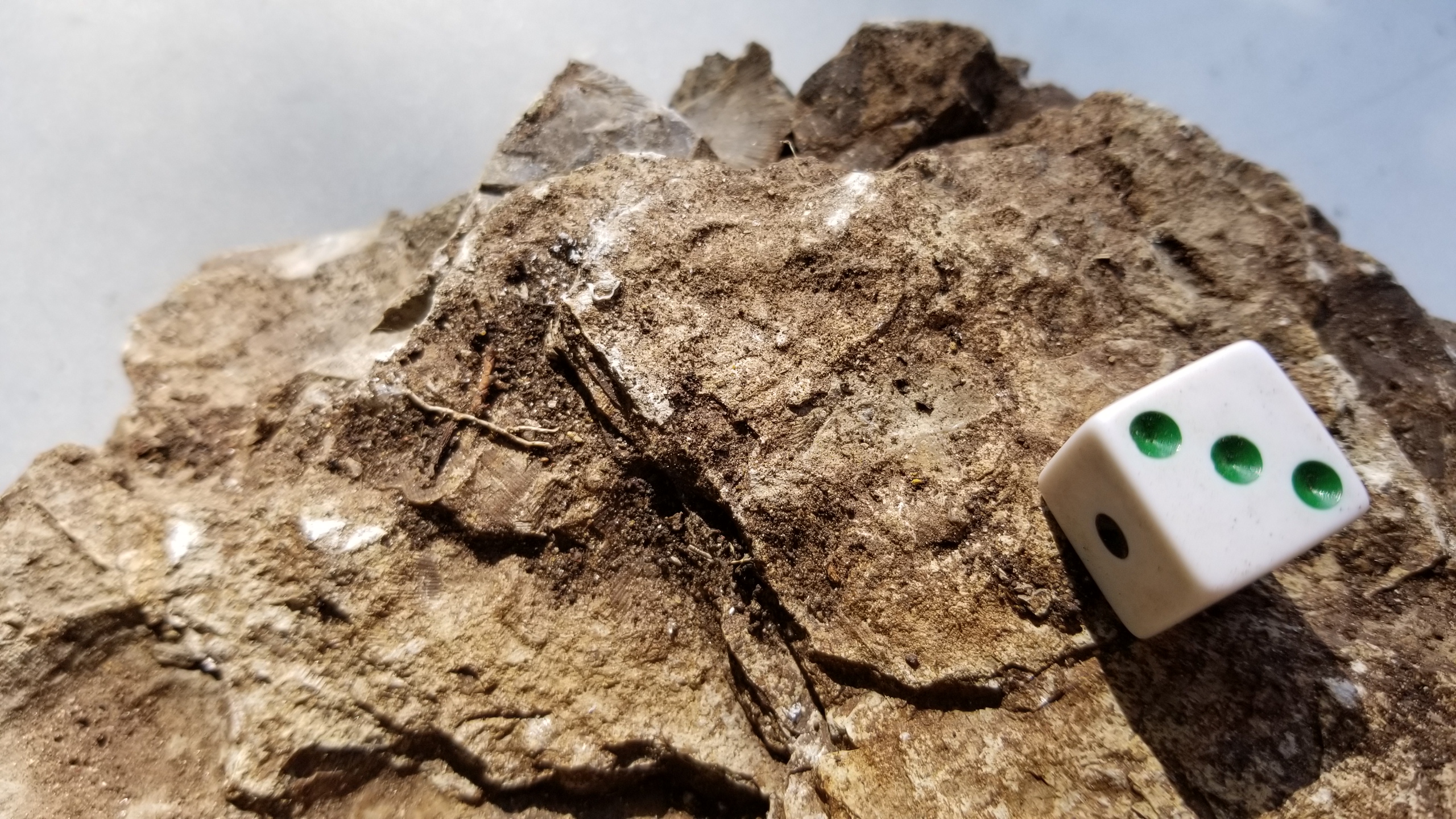 Multiple fossils? - Fossil ID - The Fossil Forum