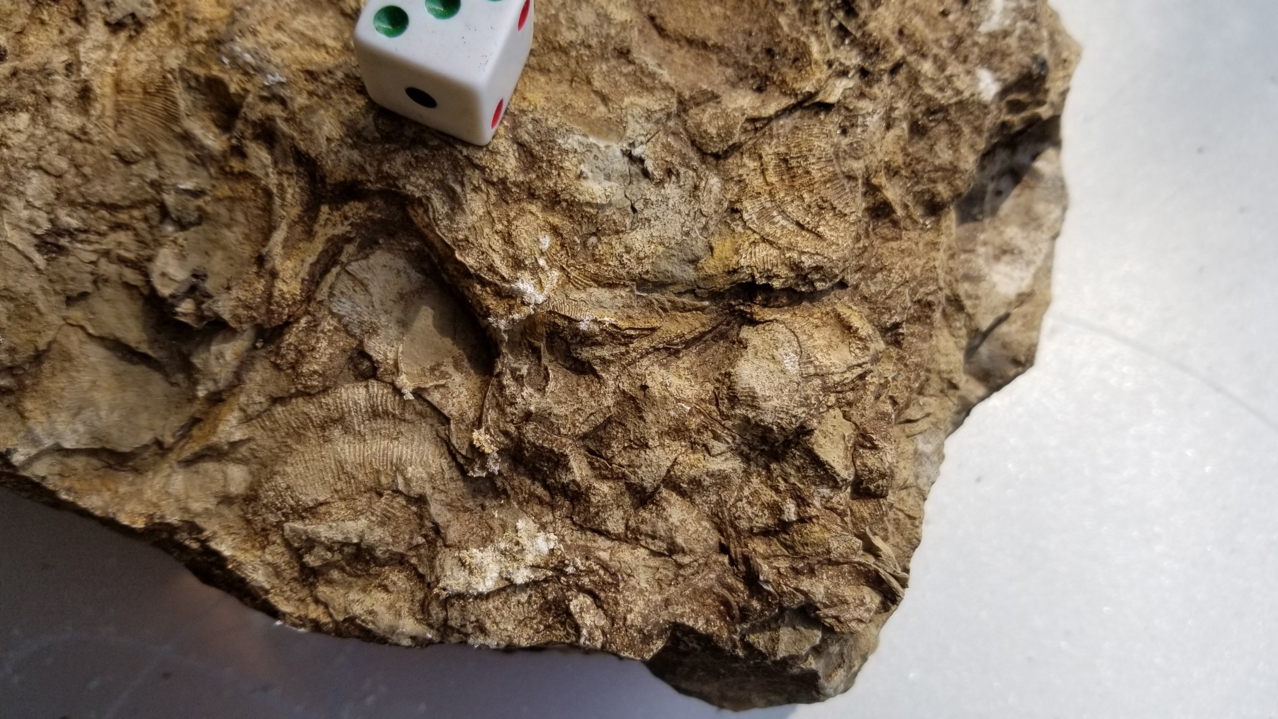 Multiple fossils? - Fossil ID - The Fossil Forum