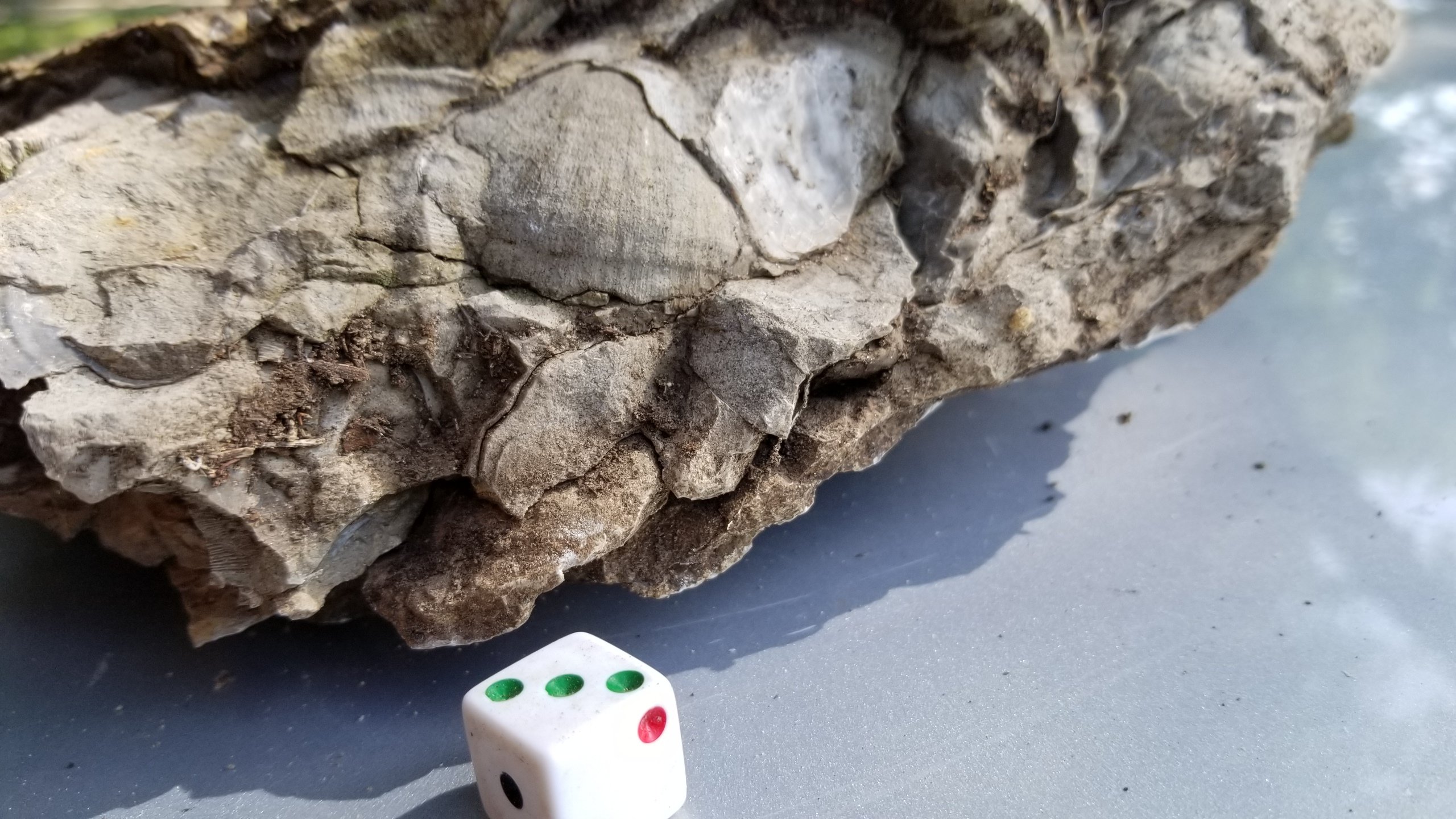 Multiple fossils? - Fossil ID - The Fossil Forum