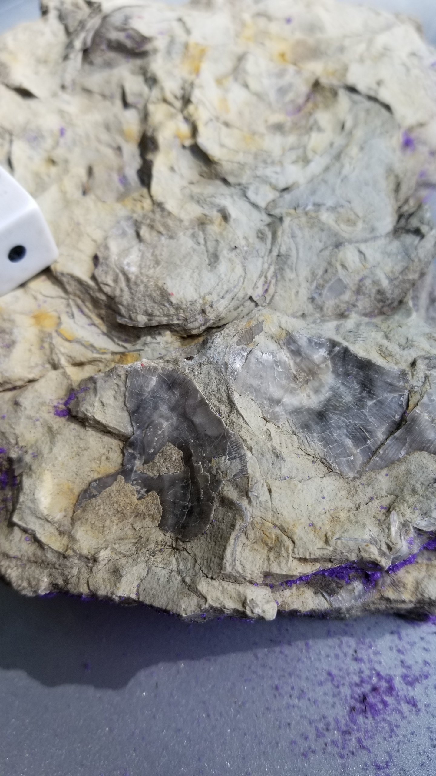 Multiple fossils? - Fossil ID - The Fossil Forum