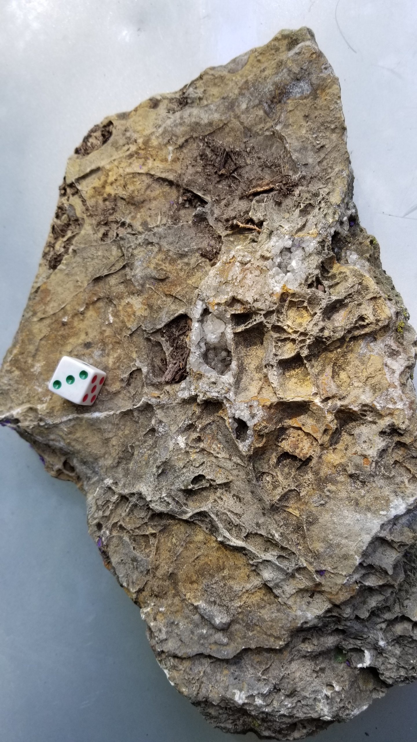 Multiple fossils? - Fossil ID - The Fossil Forum