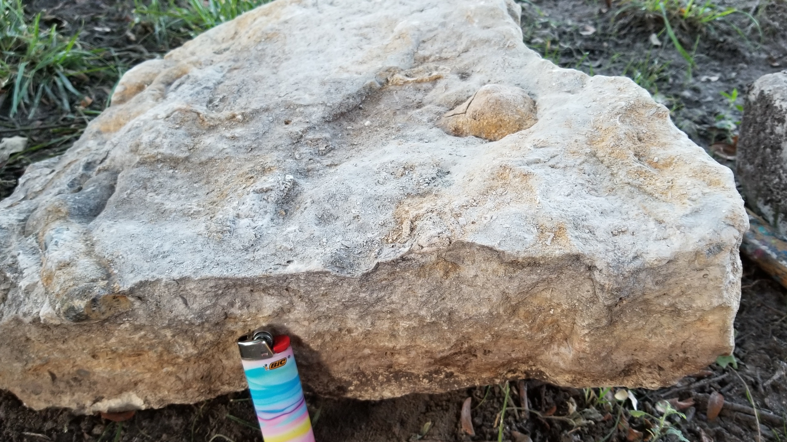 Fossil? Type of leg bone?? - Fossil ID - The Fossil Forum