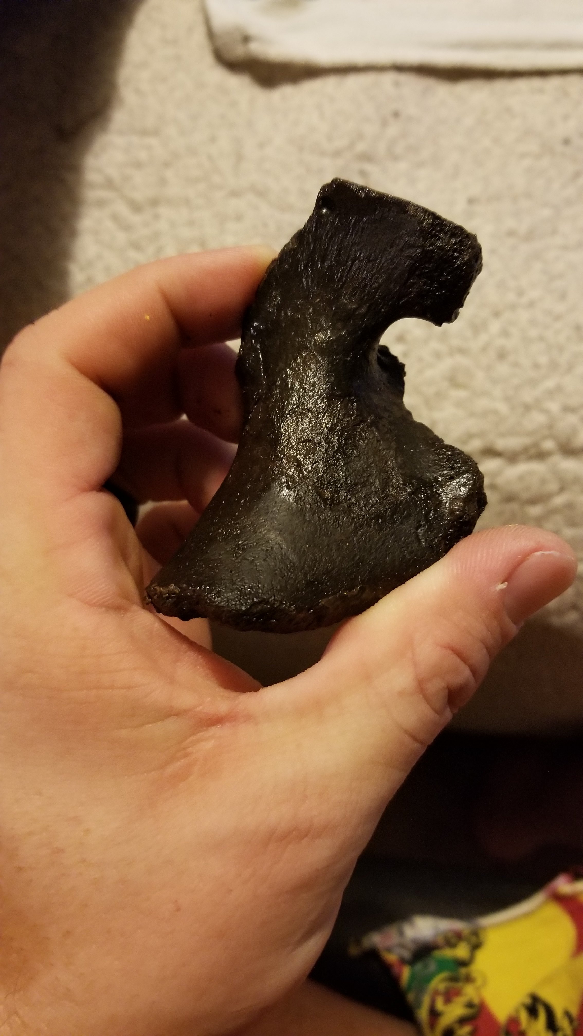 Gainsville bone fragment - Fossil ID - The Fossil Forum