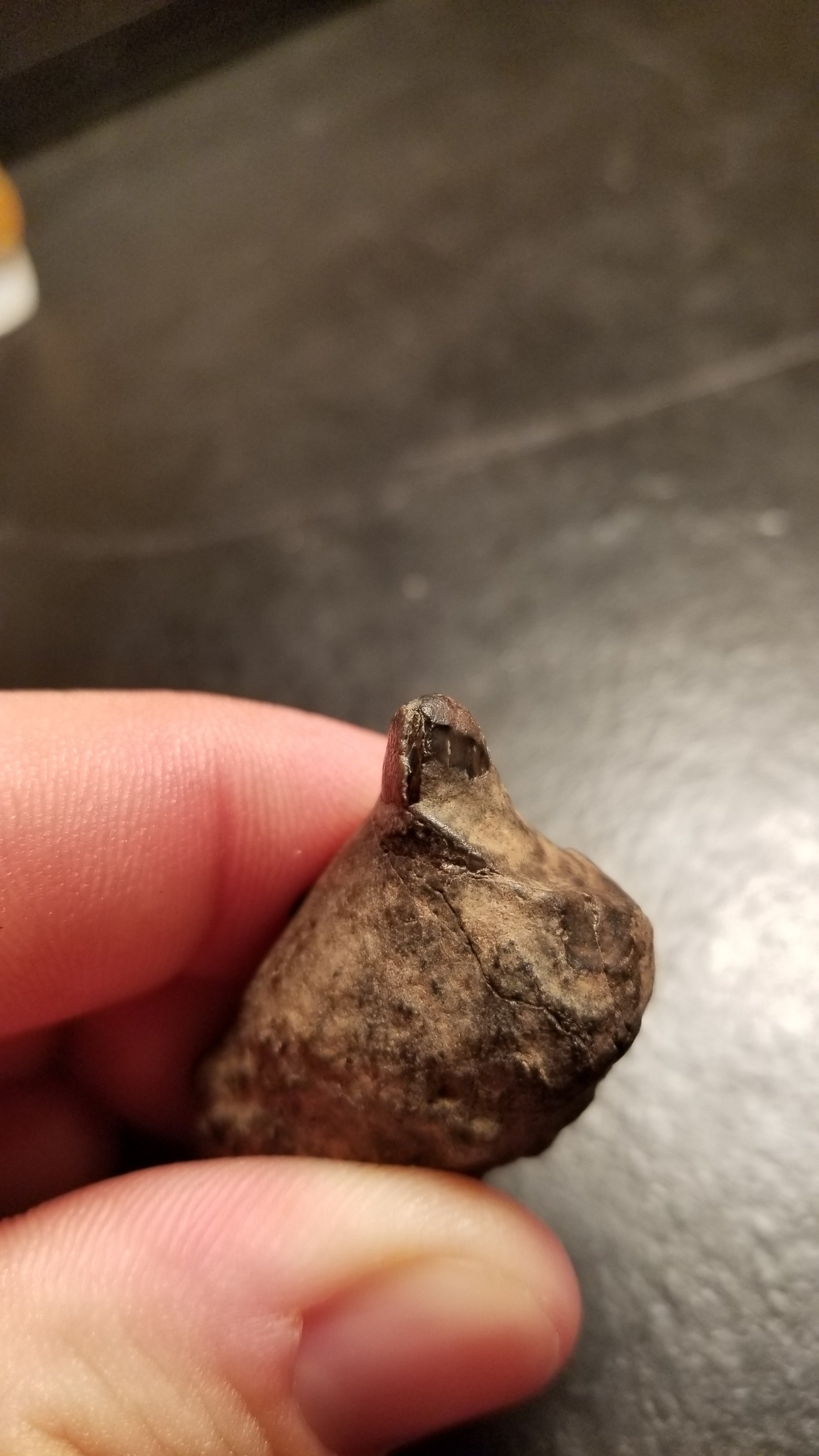 Gainsville bone fragment - Fossil ID - The Fossil Forum