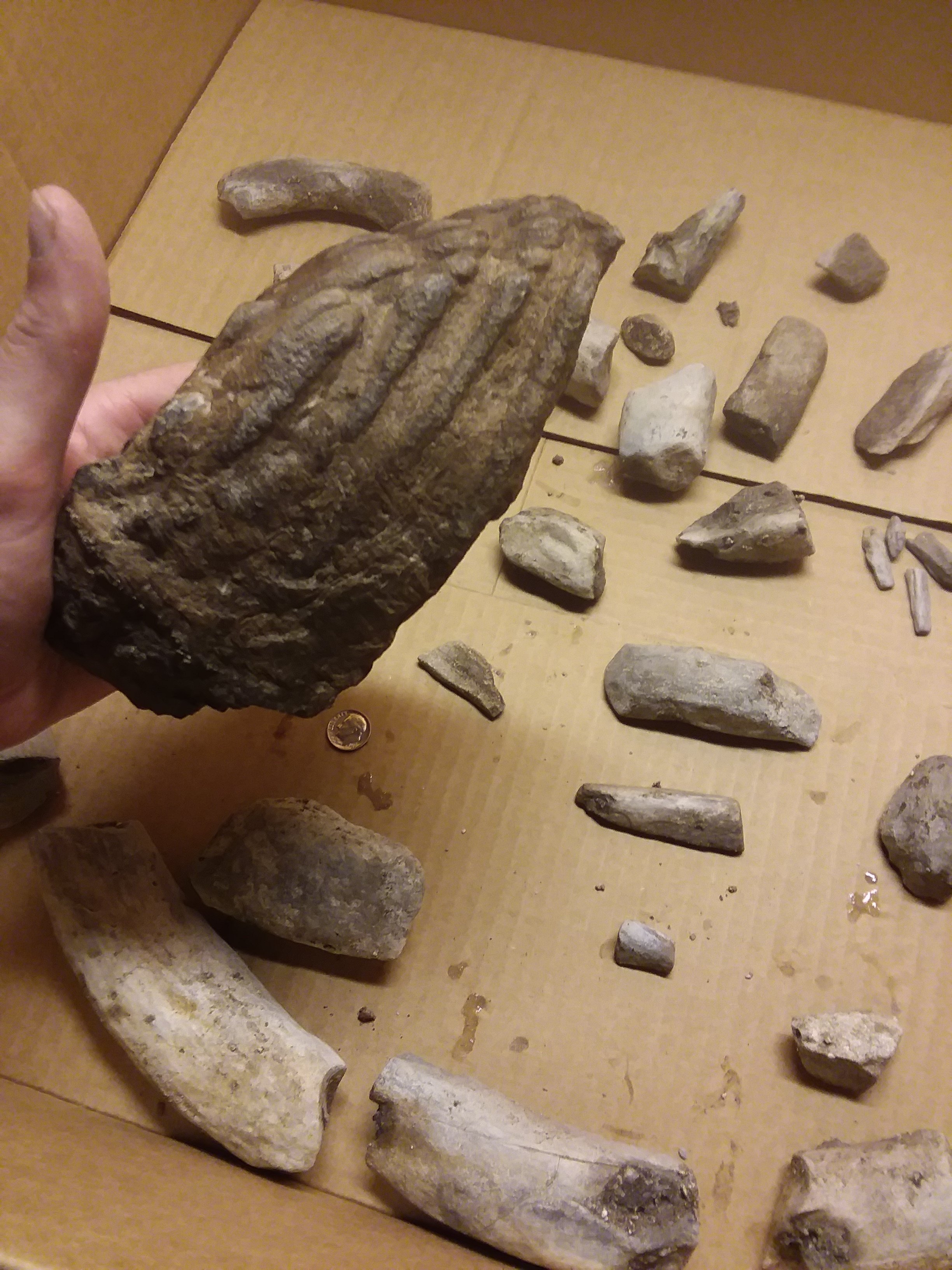 More bone valley mammoth teeth - Fossil Hunting Trips - The Fossil Forum