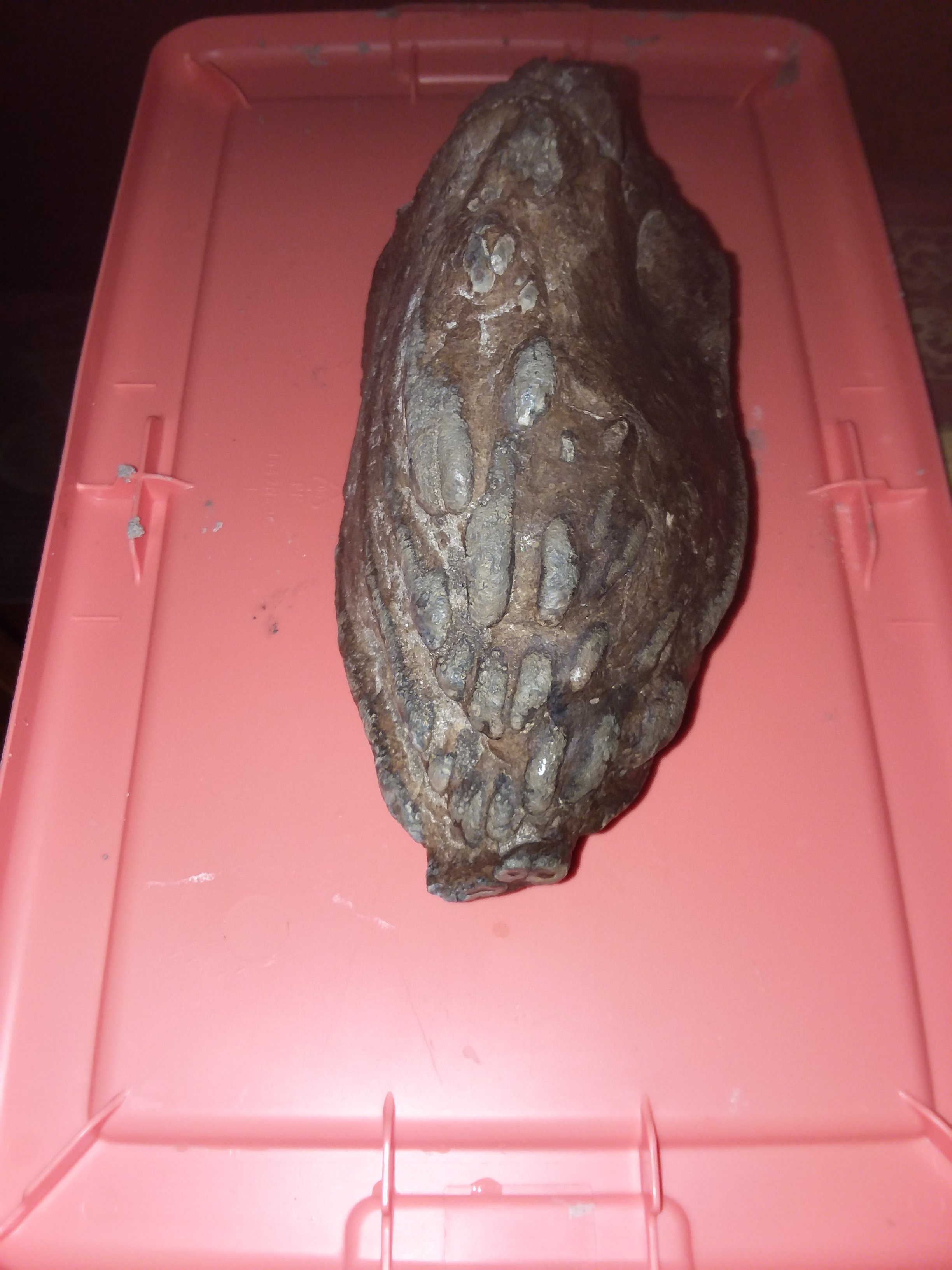 More bone valley mammoth teeth - Fossil Hunting Trips - The Fossil Forum