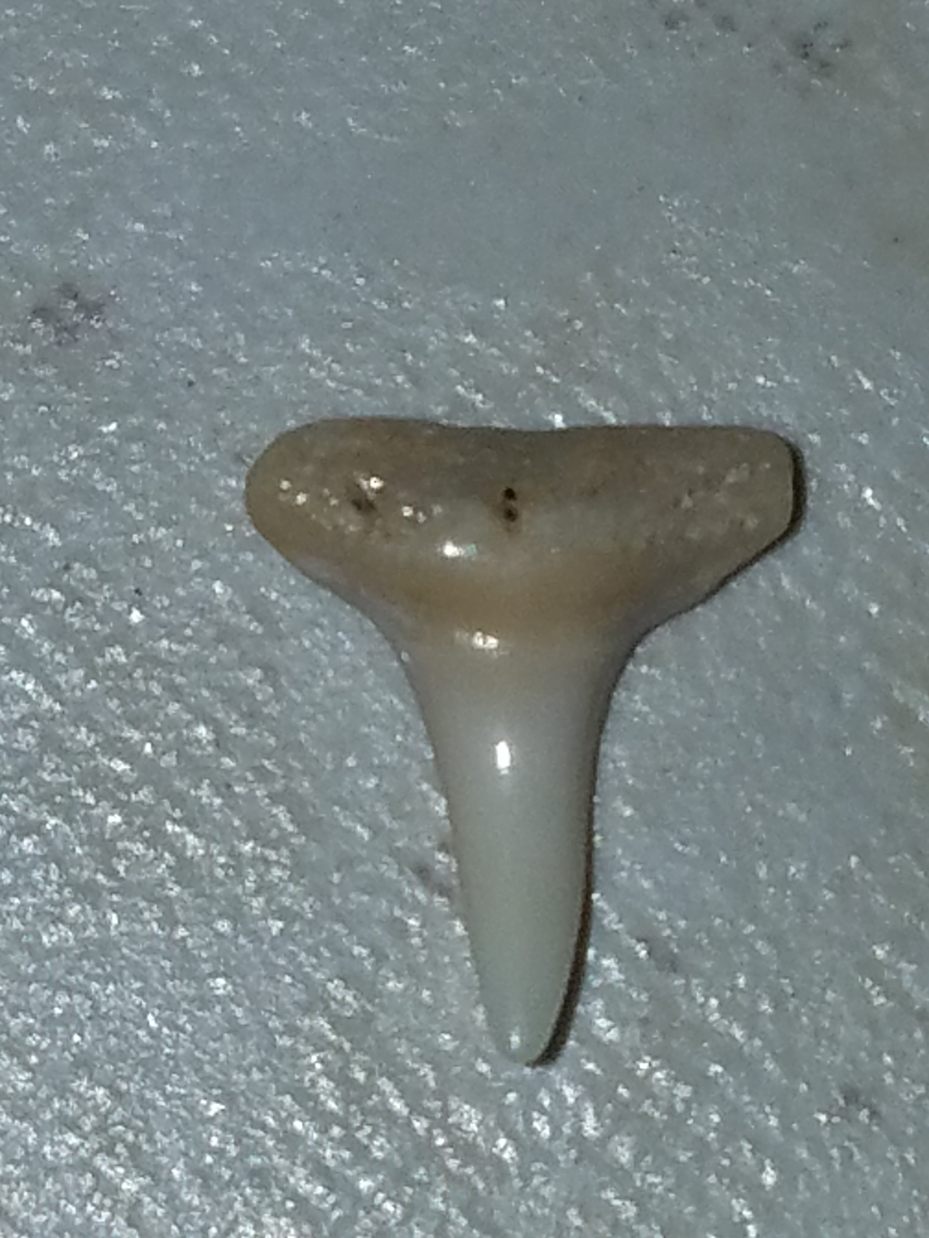 Shark tooth in florida - Fossil ID - The Fossil Forum