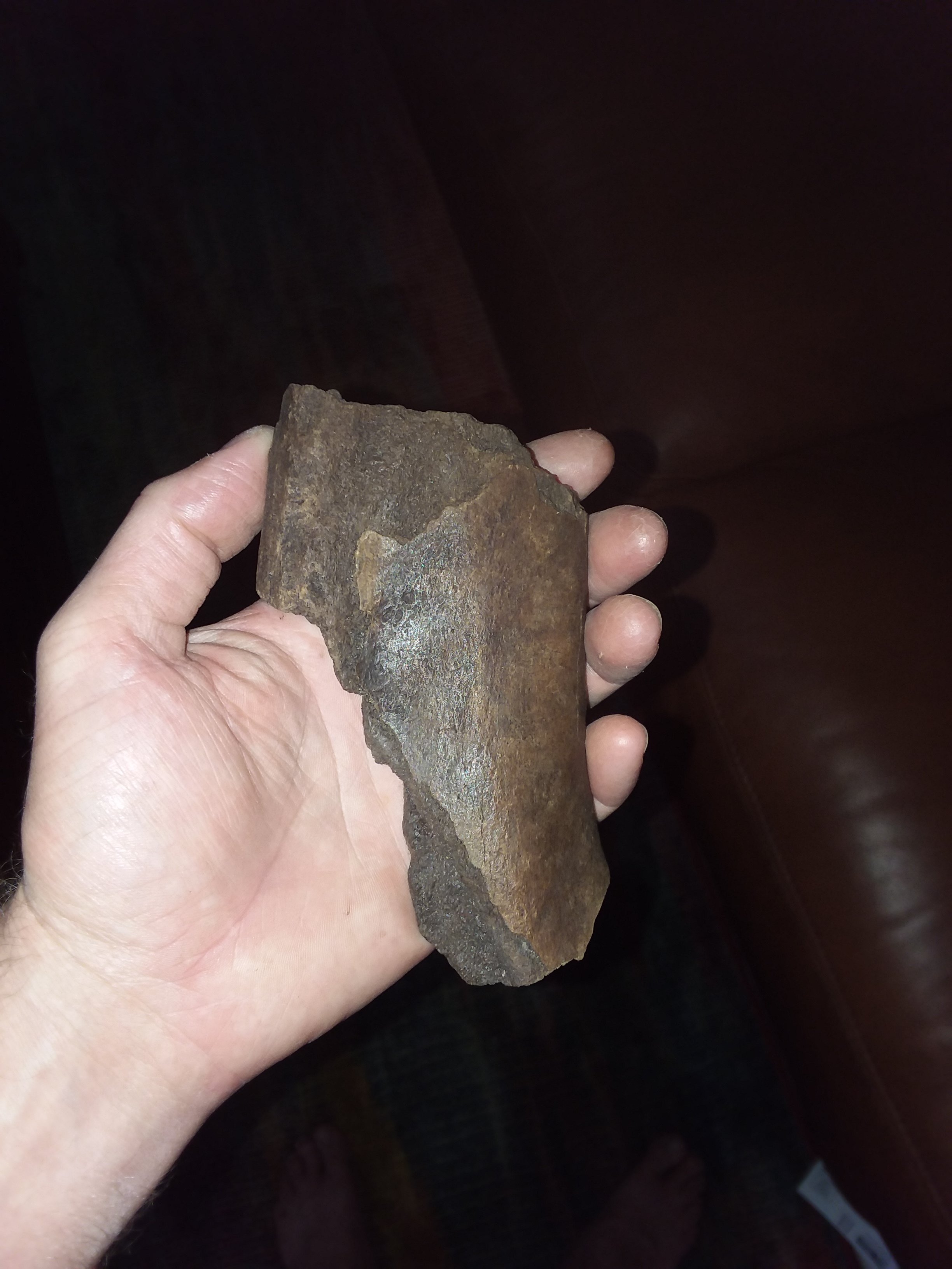 Bone valley creek finds - Fossil Hunting Trips - The Fossil Forum