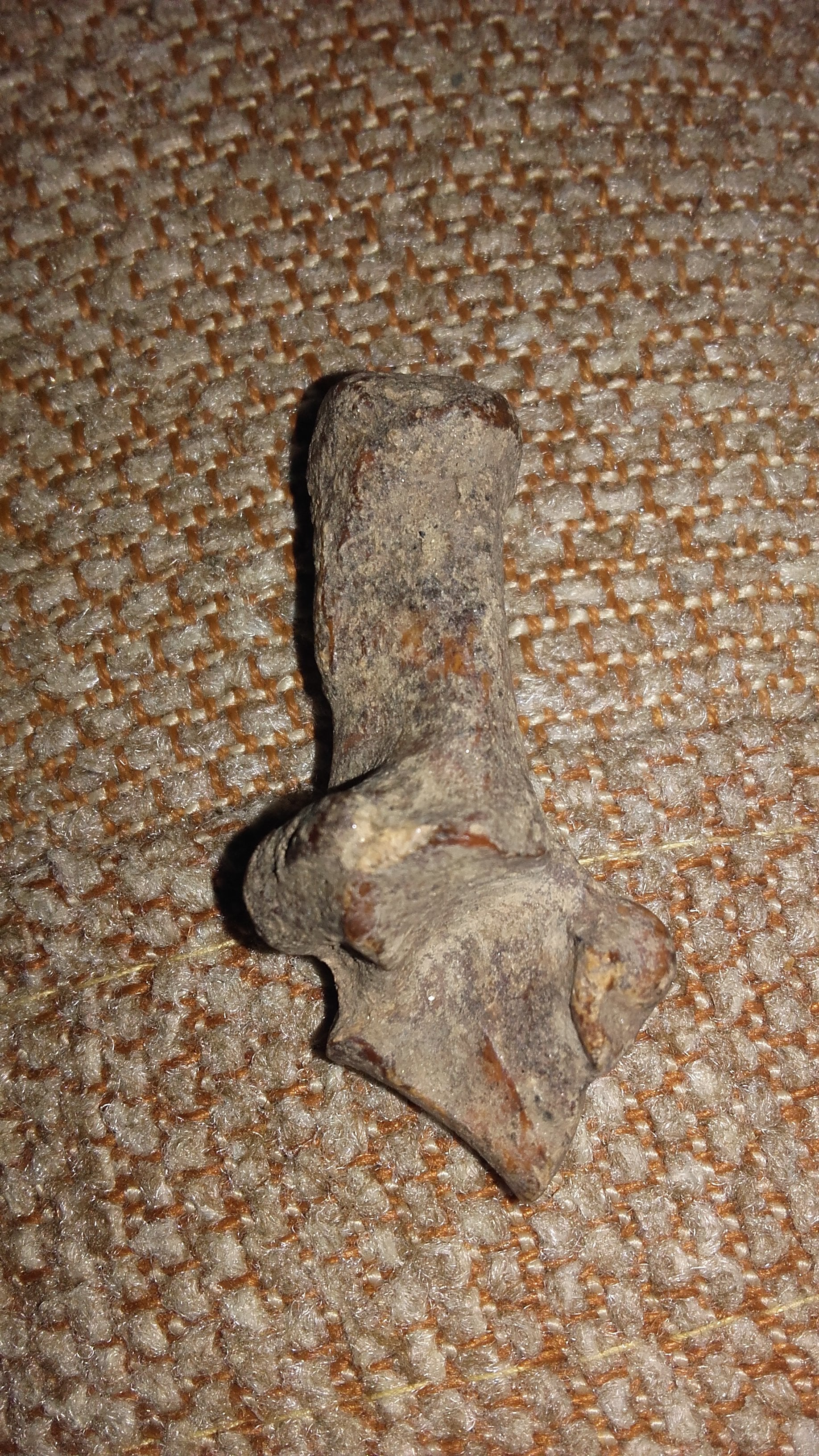 Capreolus/Ovis/Carpa Calcaneus bone ID - Fossil ID - The Fossil Forum